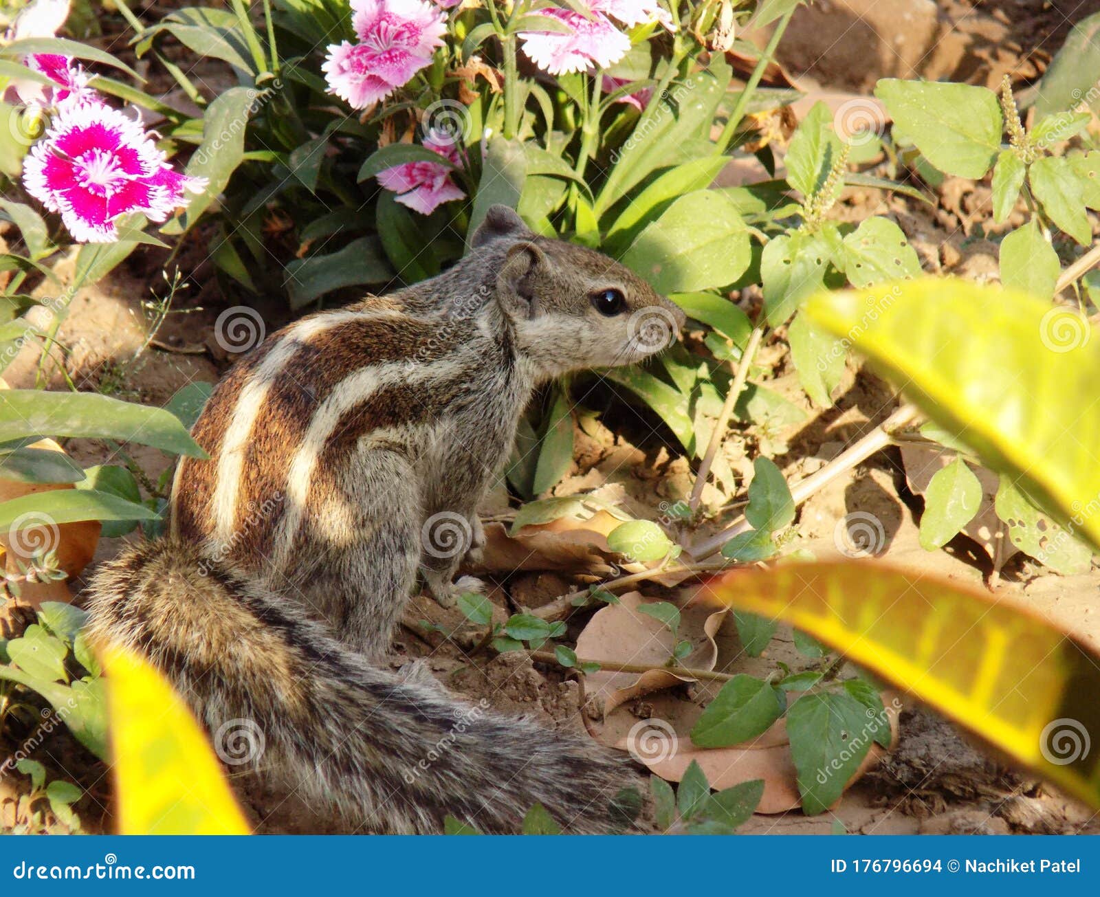 Â Indian Squirrel Khiskoli Gilahari Stock Photo - Image of squirrel ...