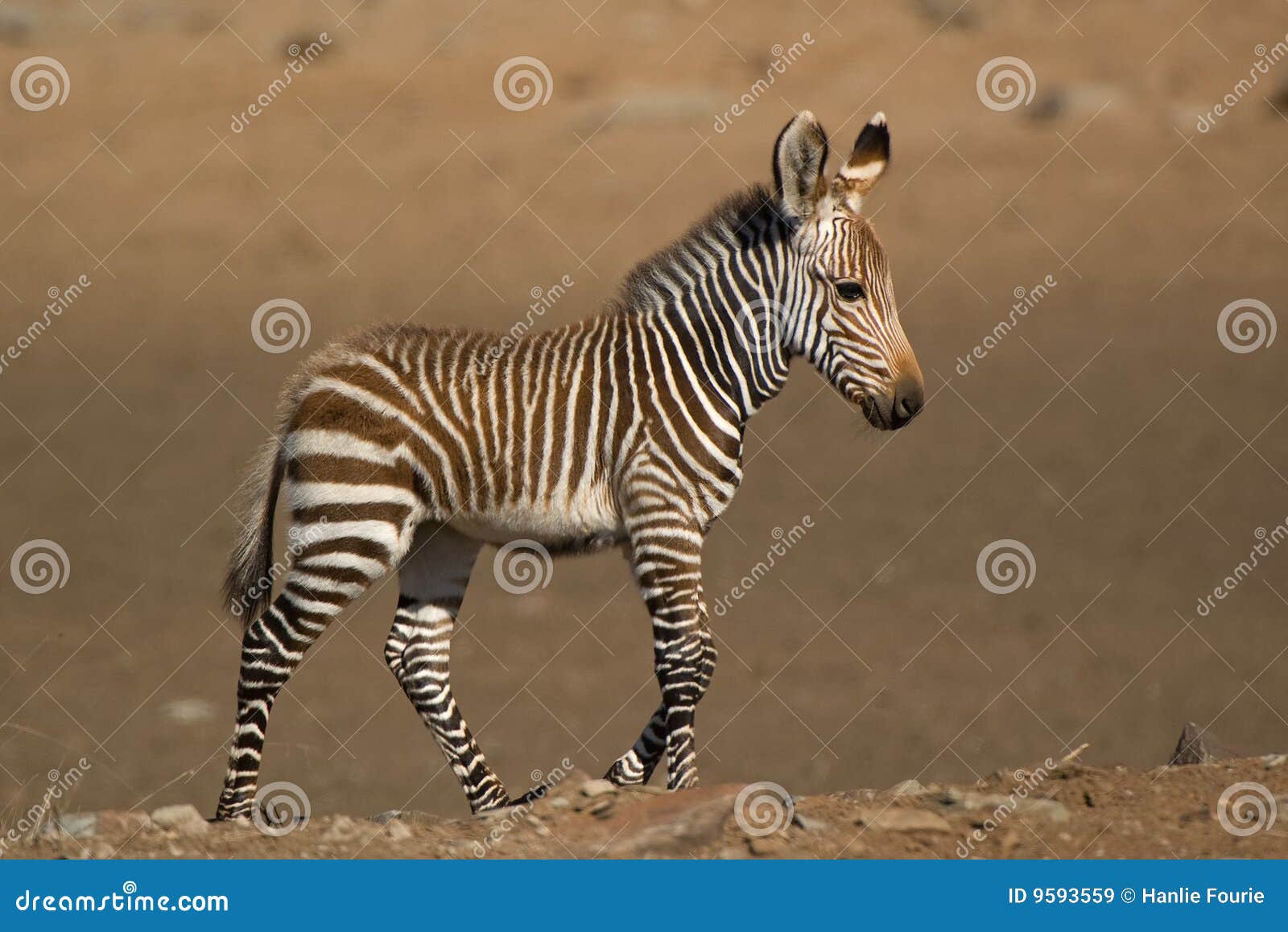 Mountain Zebra National Park, South Africa: War Graves From The Anglo ...