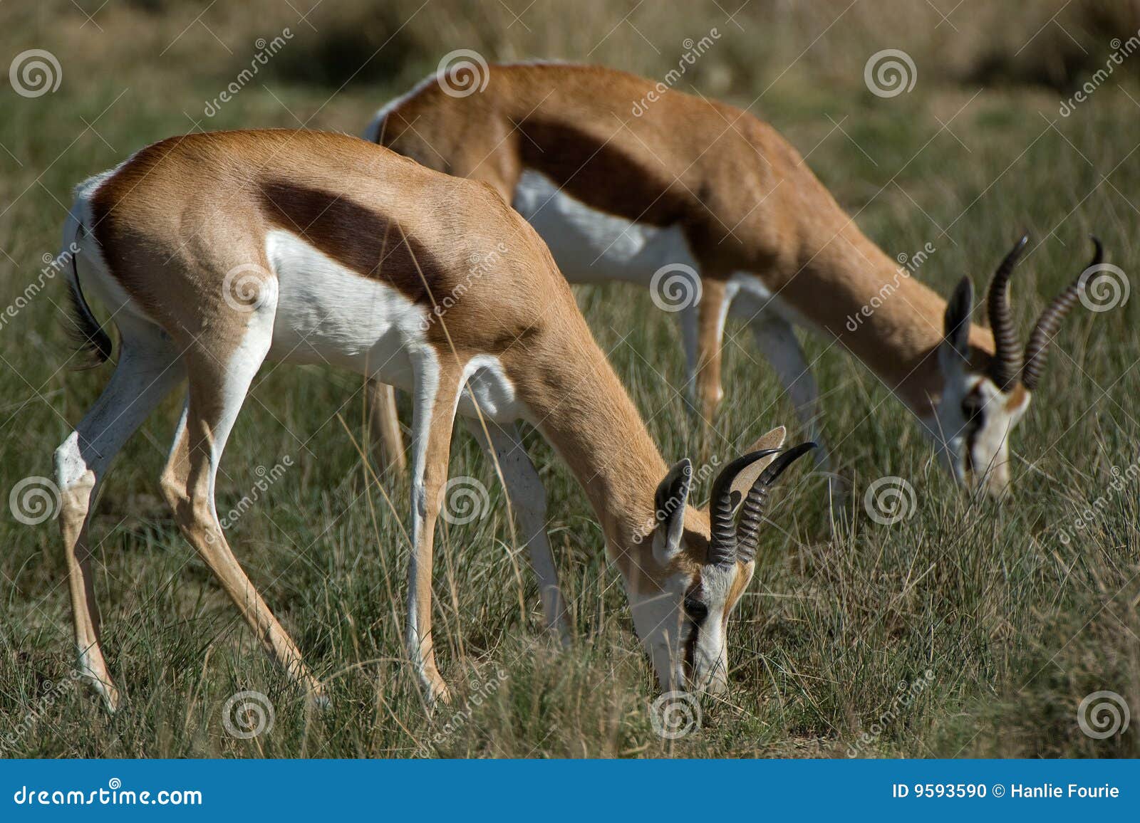03-Springbok stock photo. Image of grazing, south, horns - 9593590
