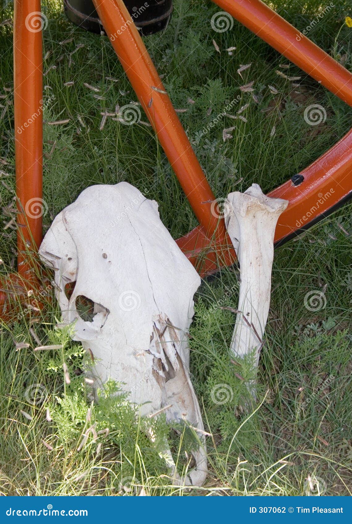 1 czaszka krowy zdjęcie stock. Obraz złożonej z bydło, pliszka - 307062