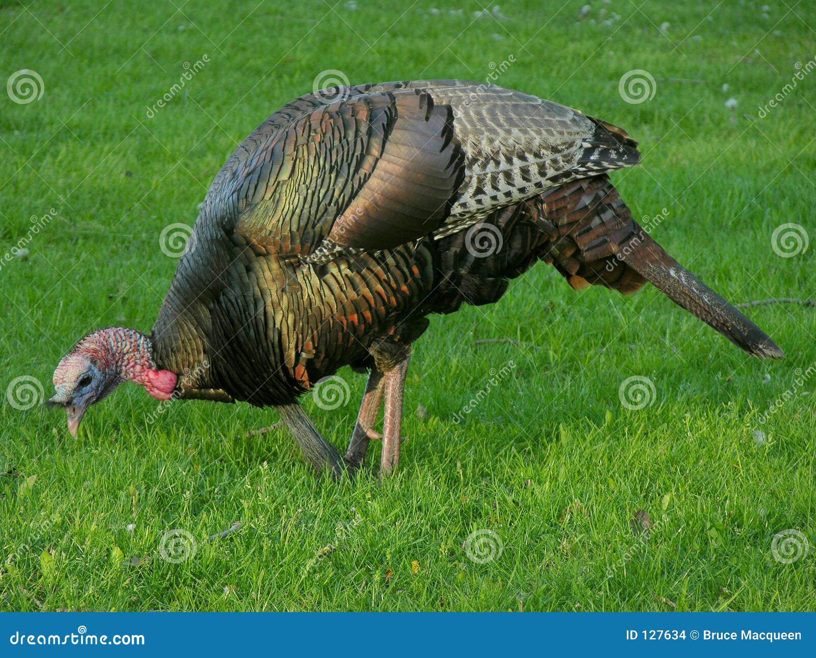 1 dziki indyk zdjęcie stock. Obraz złożonej z kaczor, ptak - 127634