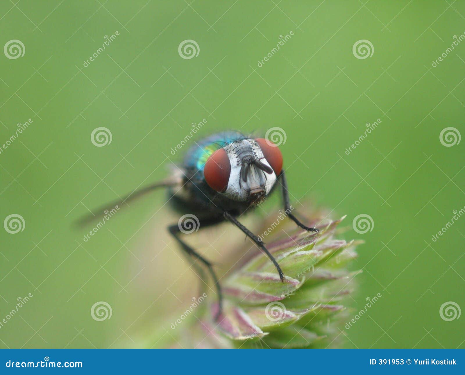 1 fluga fotografering för bildbyråer. Bild av kryp, kanon - 391953