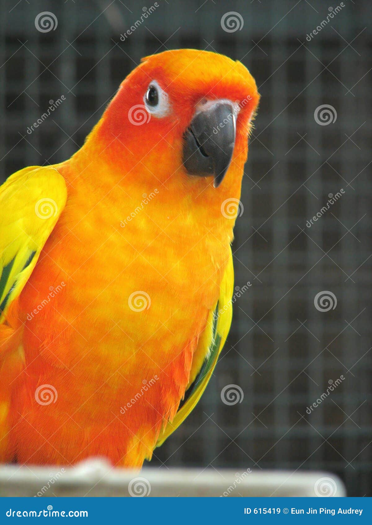 1 orange papegoja fotografering för bildbyråer. Bild av färger - 615419