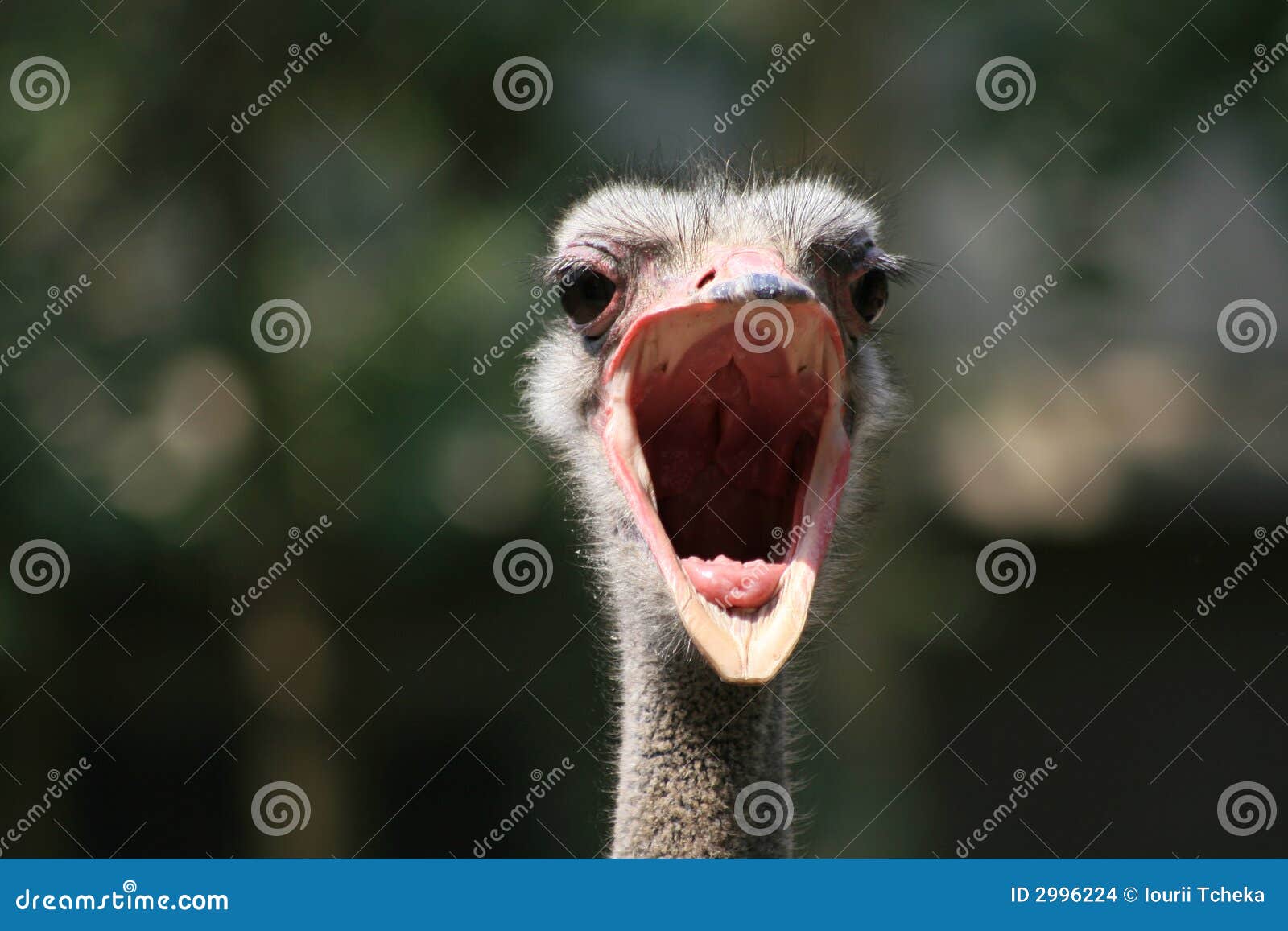 #1.Ostrich portrait. stock photo. Image of neck, ostrich - 2996224