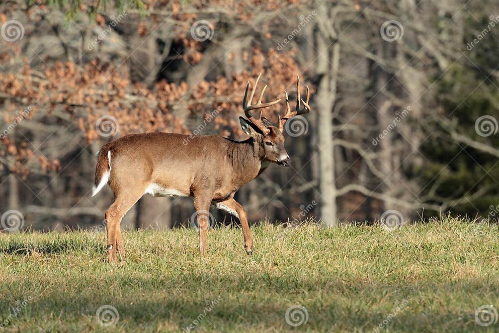 10 point buck stock photo. Image of countryside, beautiful - 23136230