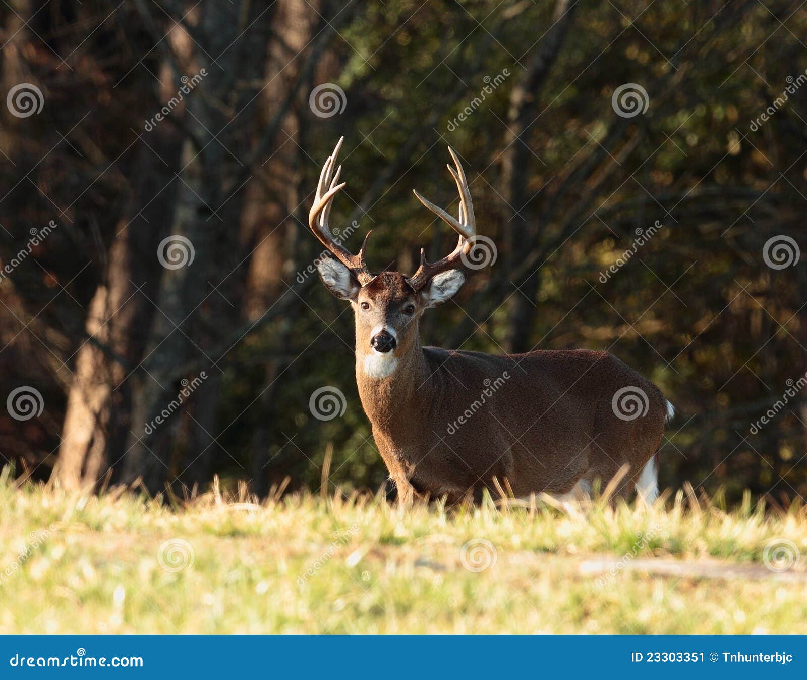 10 point buck stock image. Image of antlers, forests - 23303351