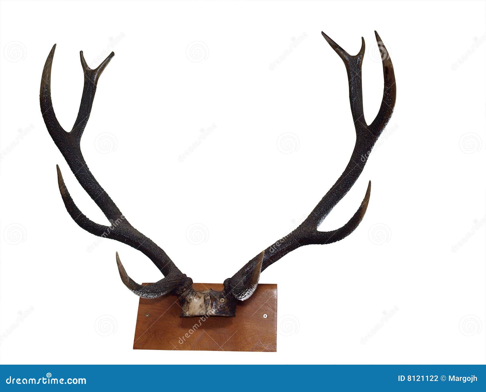 10 Point Mounted Stag Horns Stock Photo - Image of decoration, shooting ...