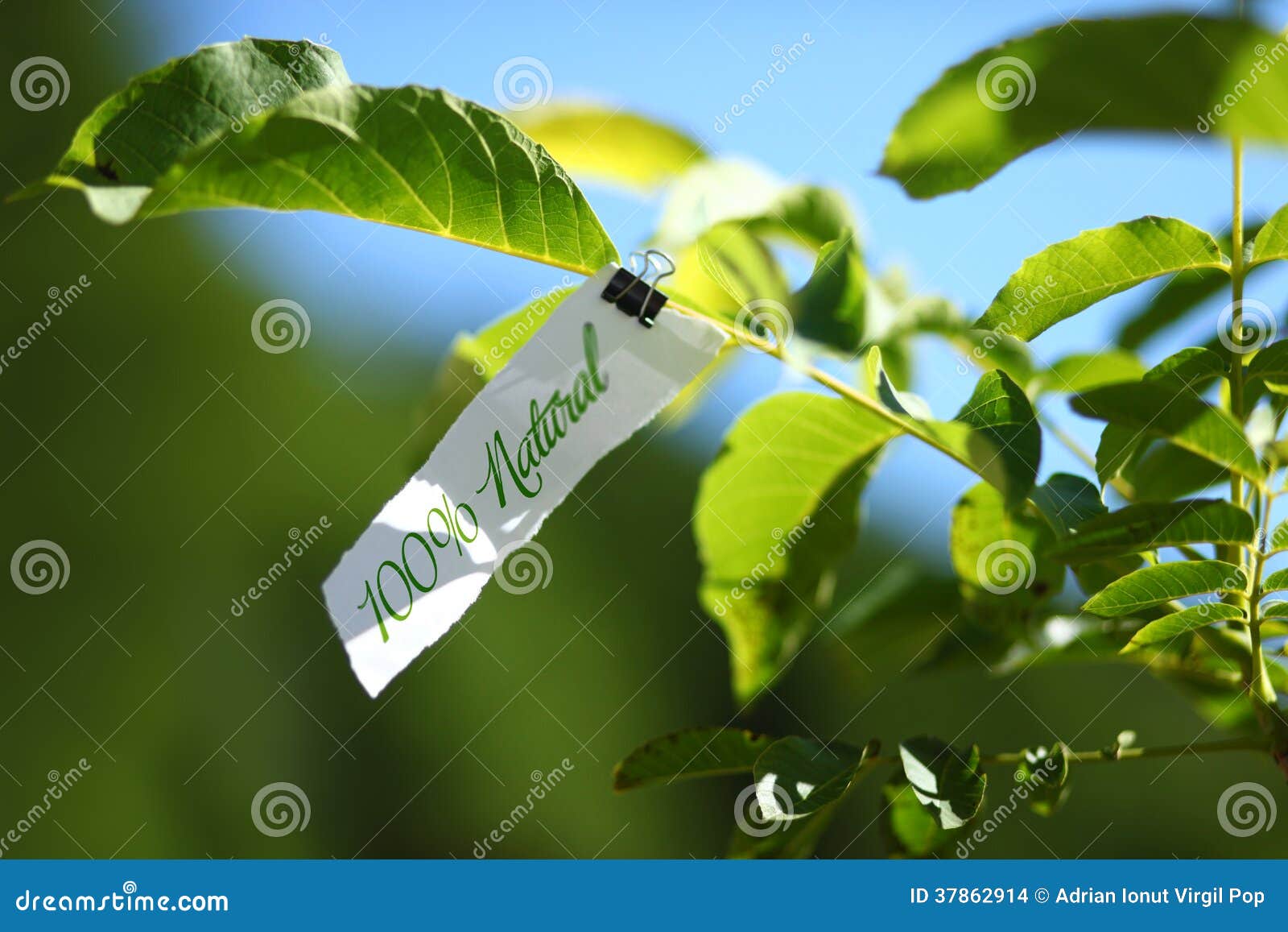 100 Percent Natural Message in Nature Stock Photo - Image of background ...