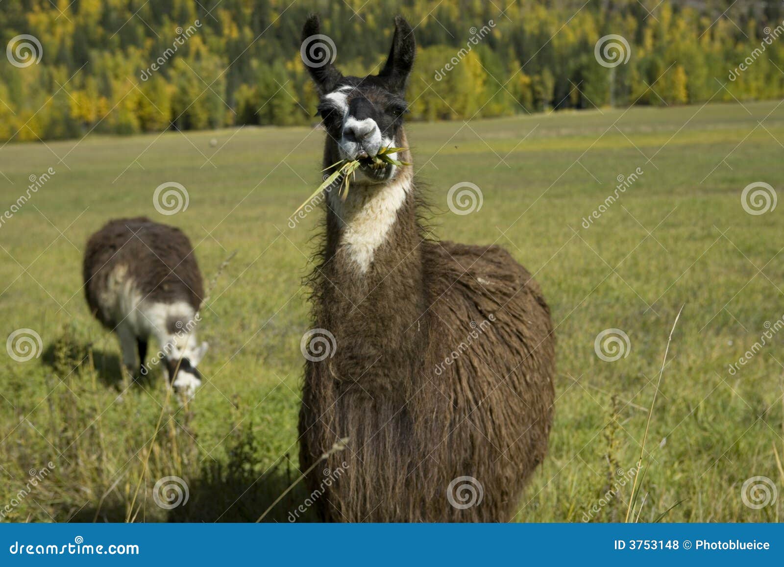 100 Two Llamas in a field stock photo. Image of landscape - 3753148