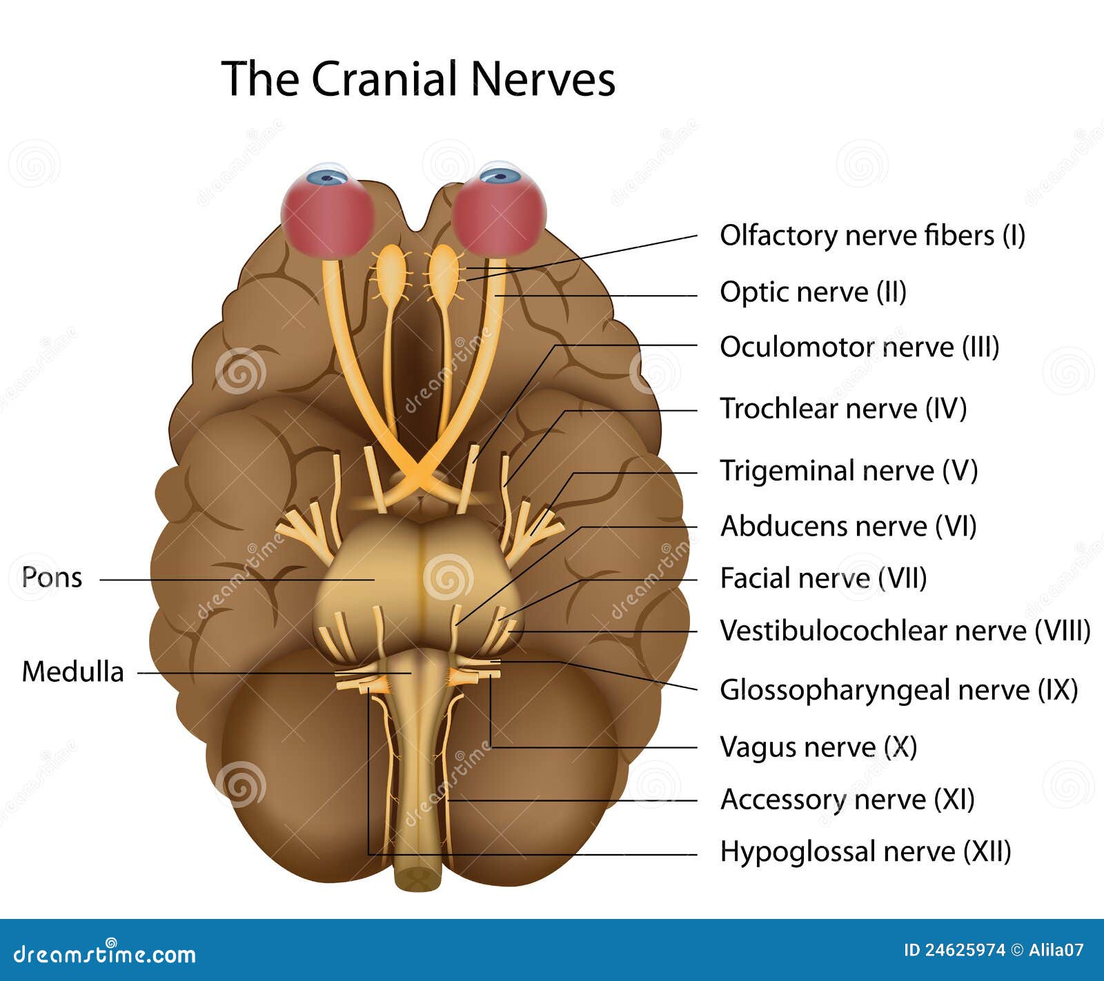 12 cranial nerver vektor illustrationer. Illustration av vetenskap ...