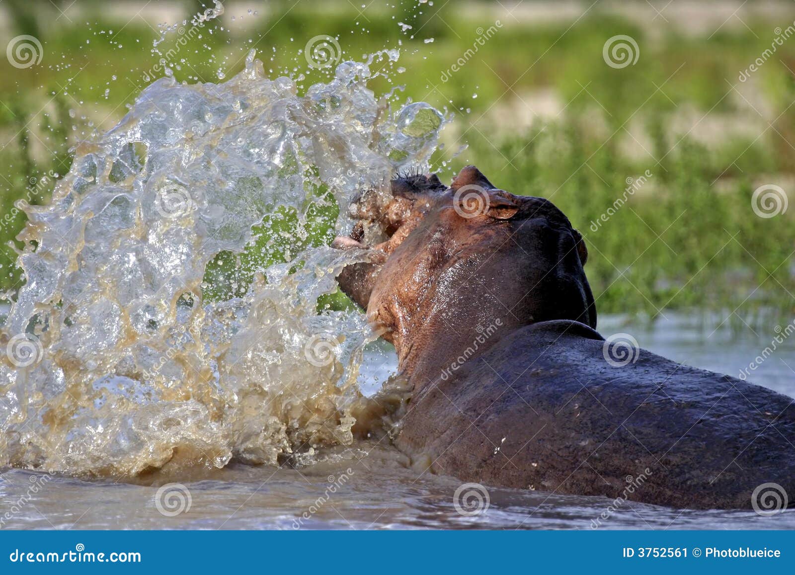 13 Hippo Splashin with Head Stock Image - Image of tanzania, game: 3752561