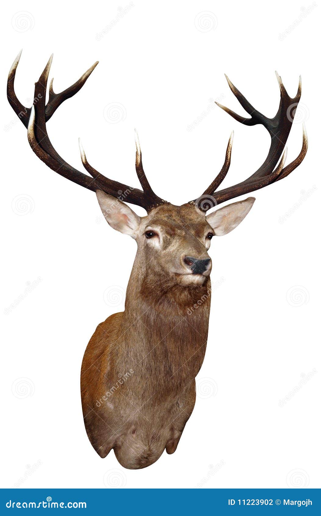 14 Point Sika Stag s Head stock photo. Image of shooting - 11223902