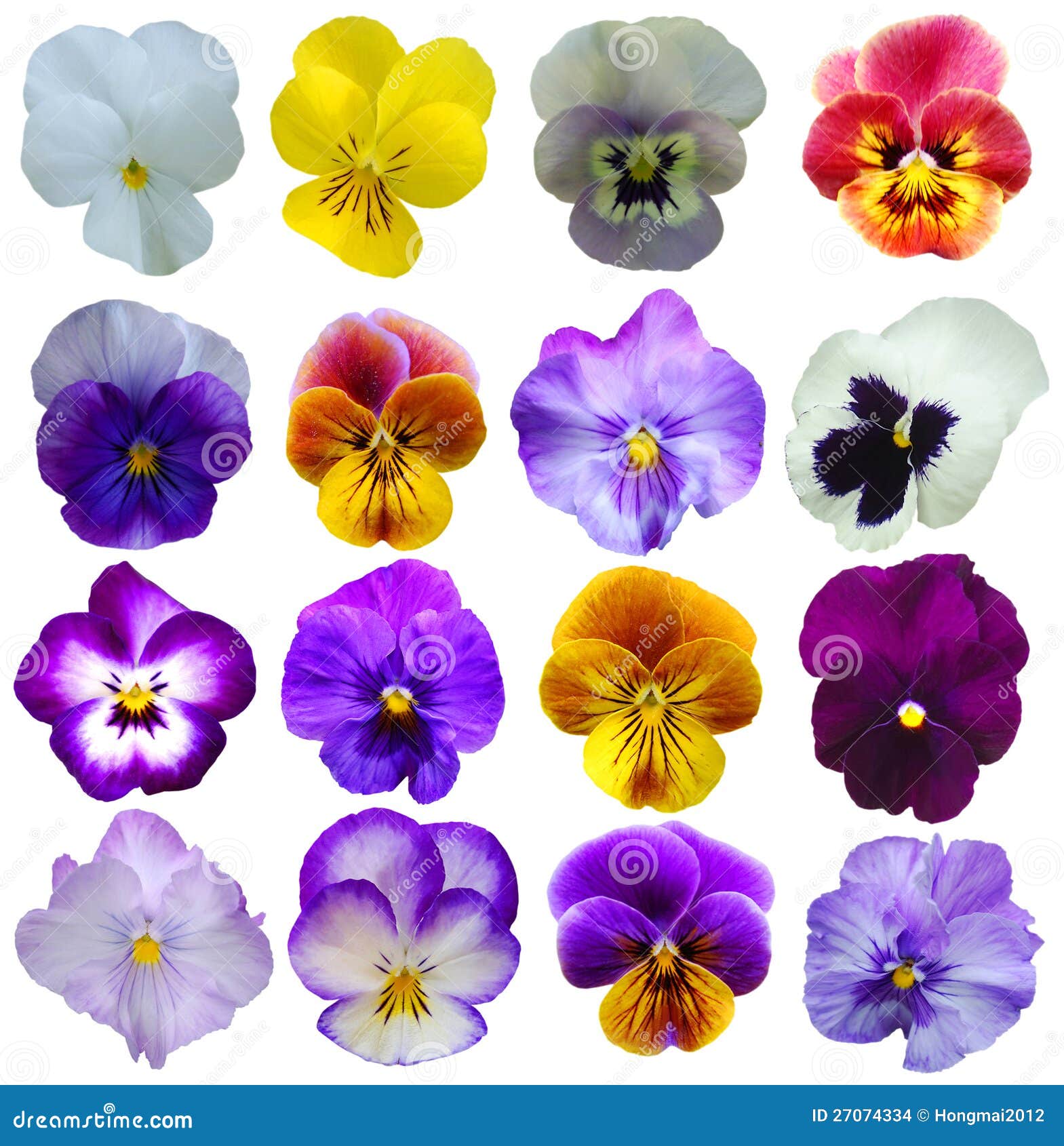 16 Flores De Los Pensamientos Imagenes de archivo - Imagen: 27074334