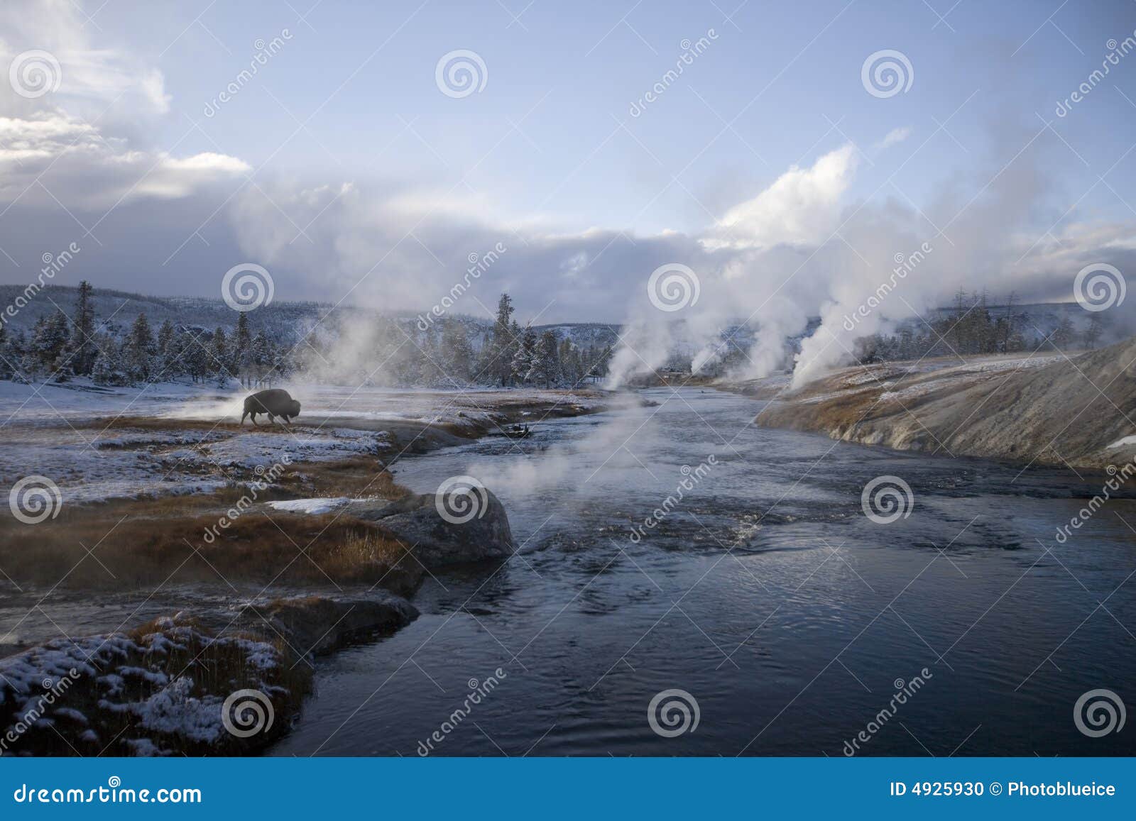 16 Yellowstone Geyser and a Buffalo Stock Photo - Image of wyoming ...