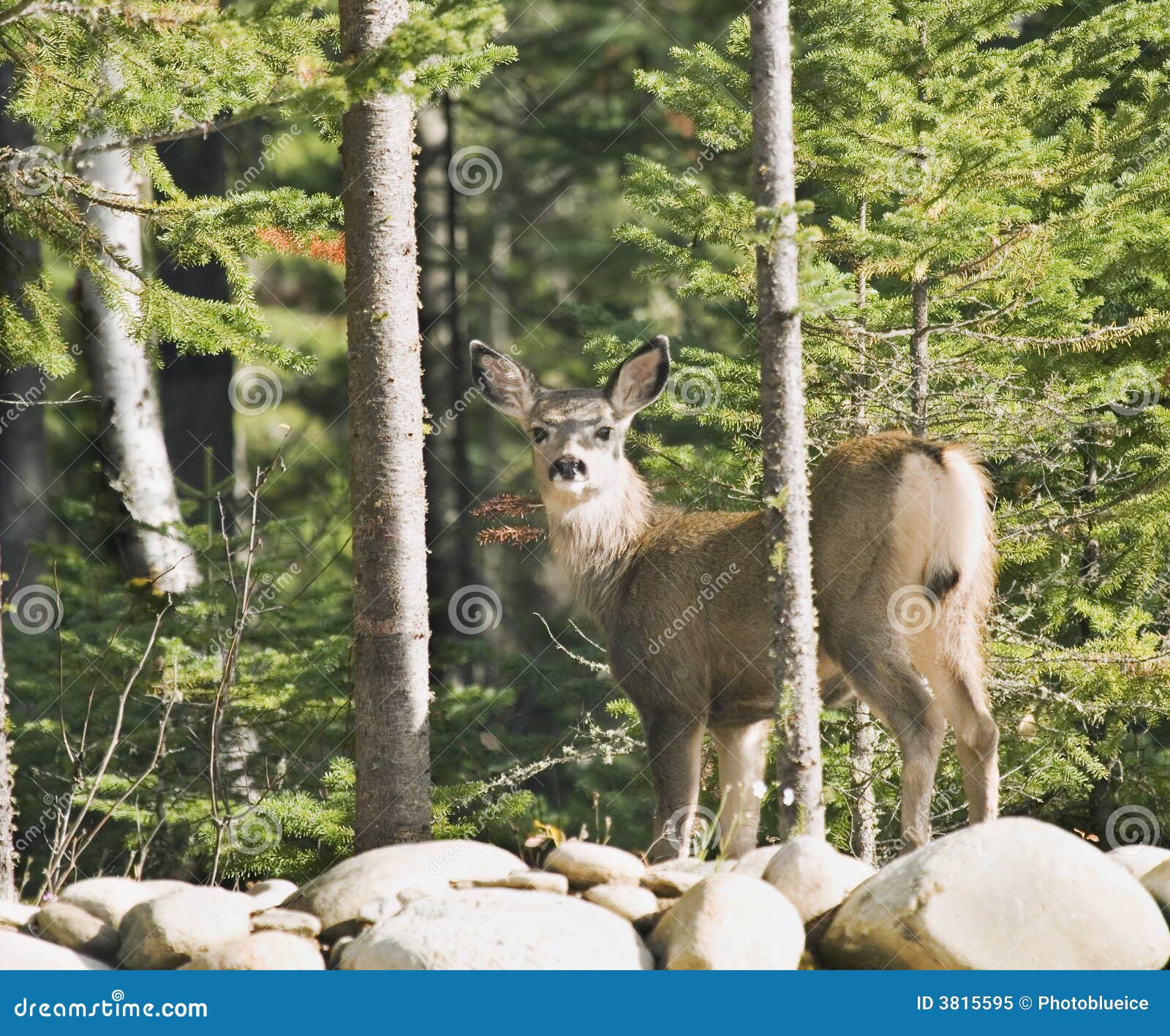 170 Deer standing on wall stock image. Image of fawn, lake - 3815595