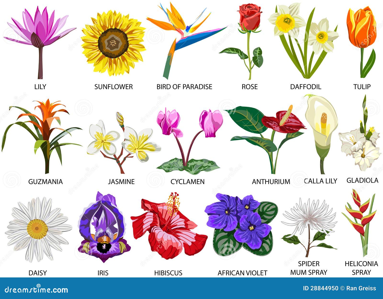 18 Species of Colorful Flowers Stock Illustration - Illustration of ...