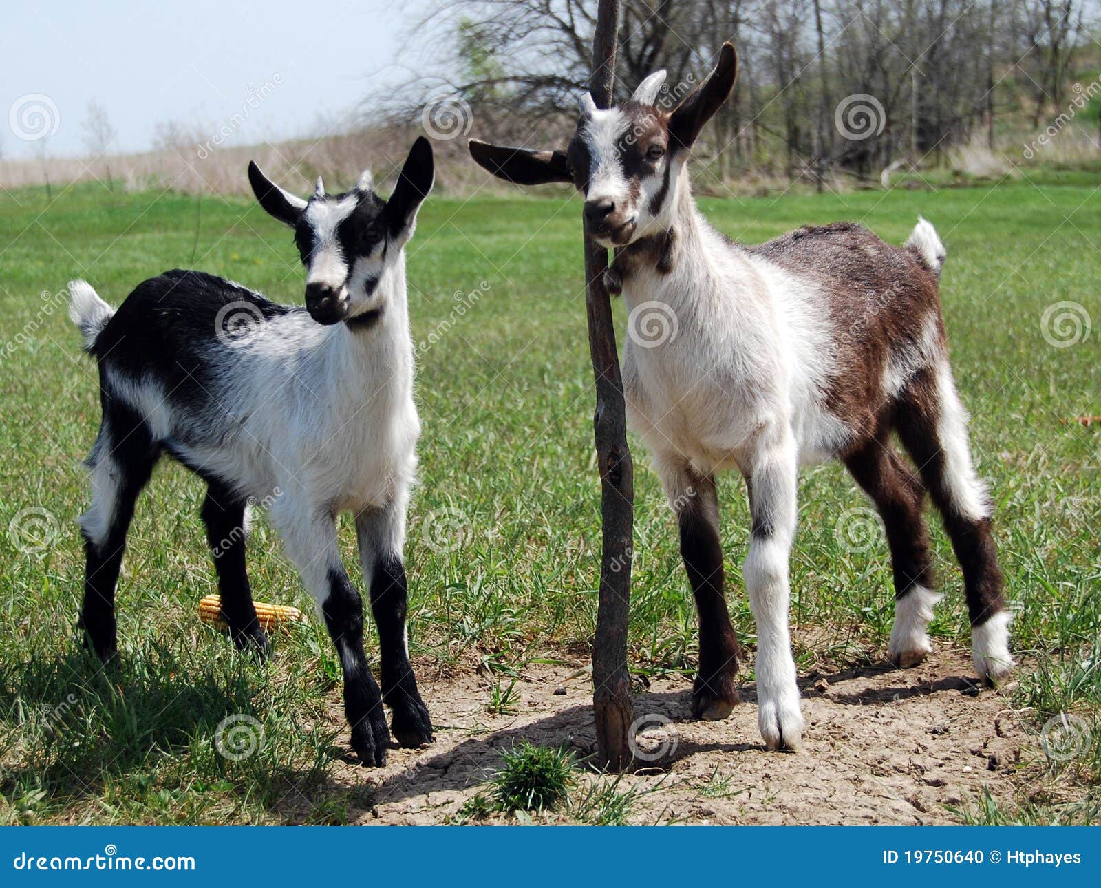 2 Babygeiten of Jonge Geitjes Stock Foto - Image of kinderen, bundelen ...