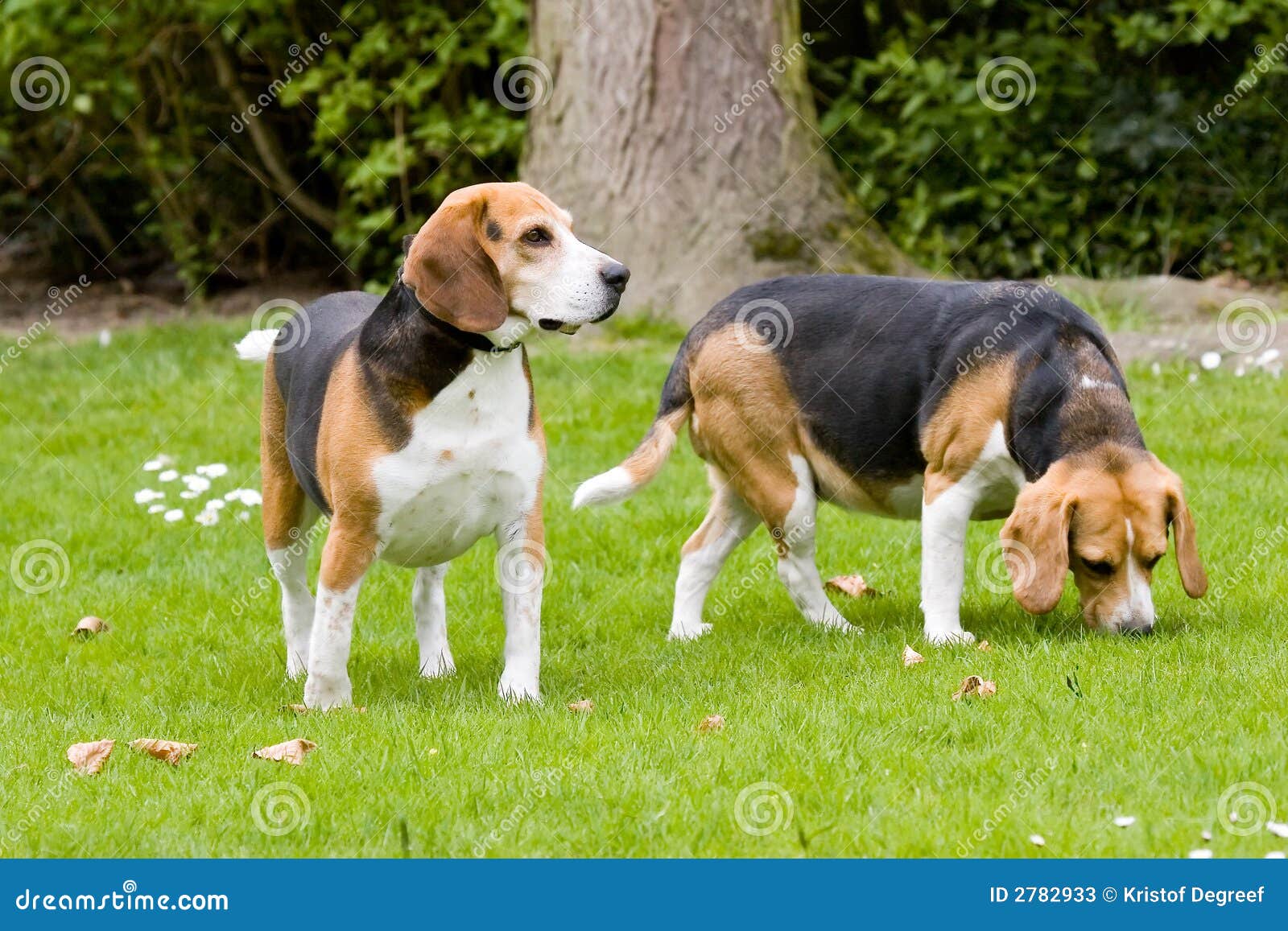 2 beagles stock image. Image of cute, retriever, mammal - 2782933