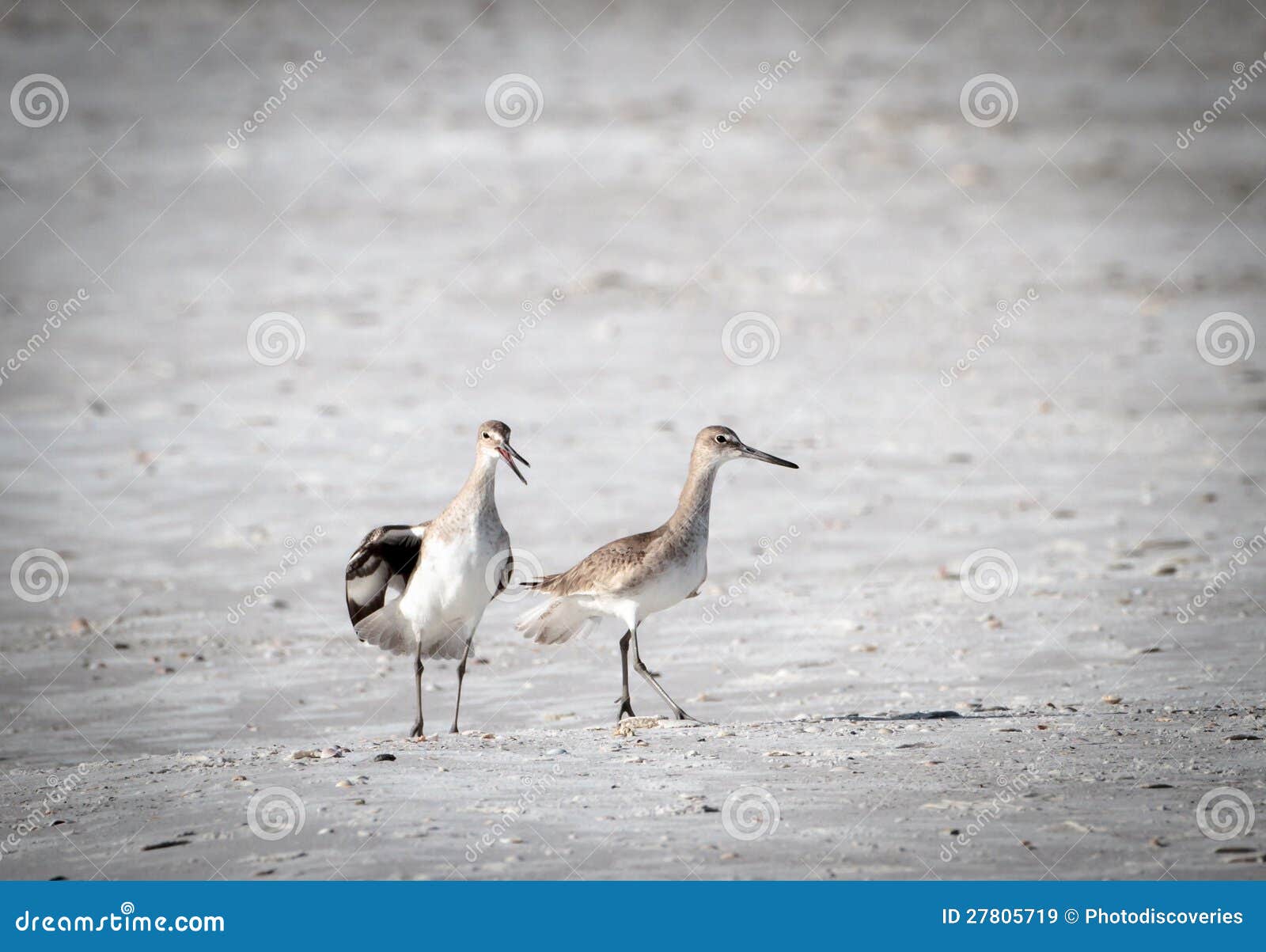 2 birds arguing stock image. Image of natural, nature - 27805719