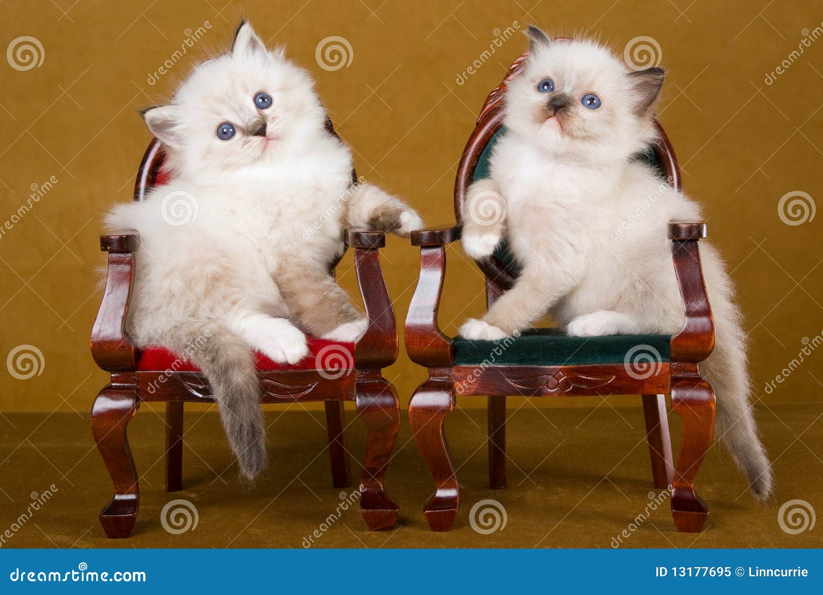 897 Cute Ragdoll Kittens Stock Photos - Free & Royalty-Free Stock ...