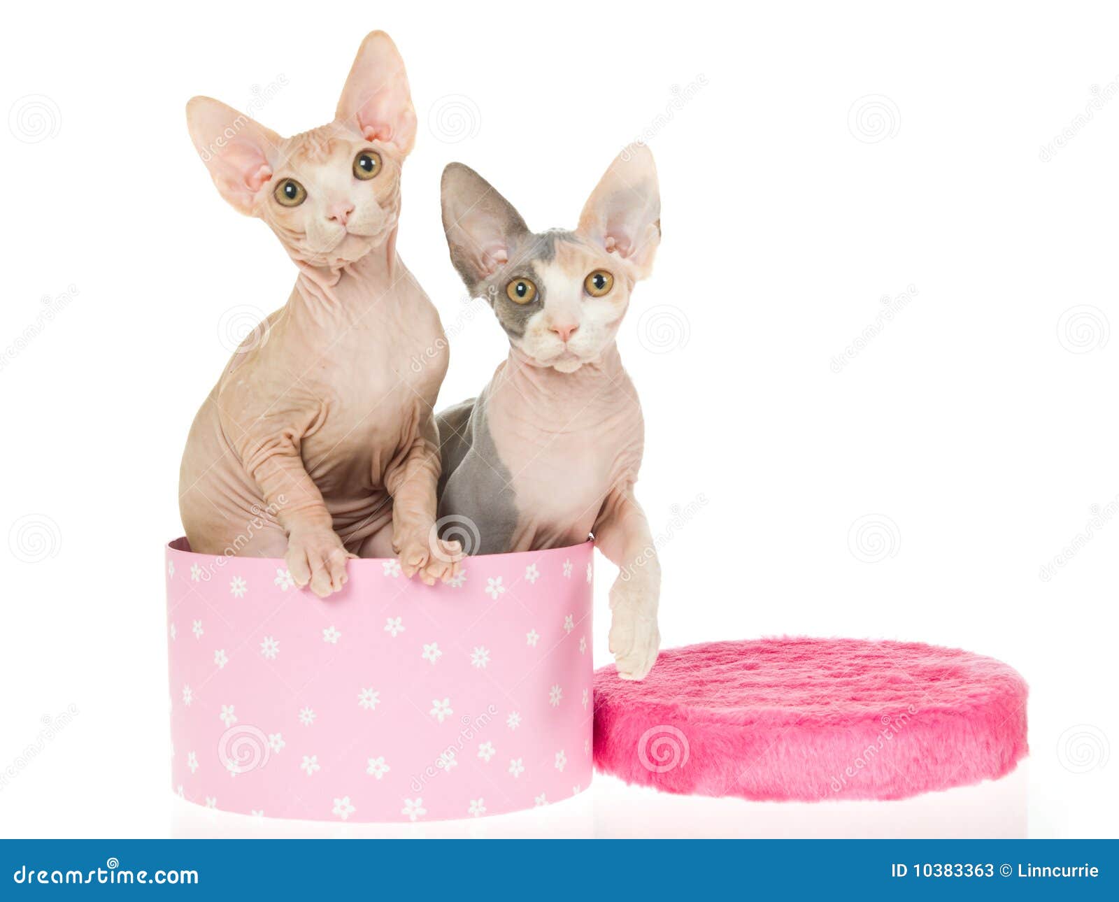 2 Cute Sphynx Kitten in Pink Gift Box Stock Image - Image of brown ...