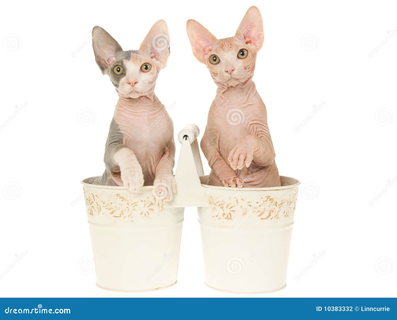2 Cute Sphynx Kittens in Double Buckets Stock Photo - Image of friendly ...