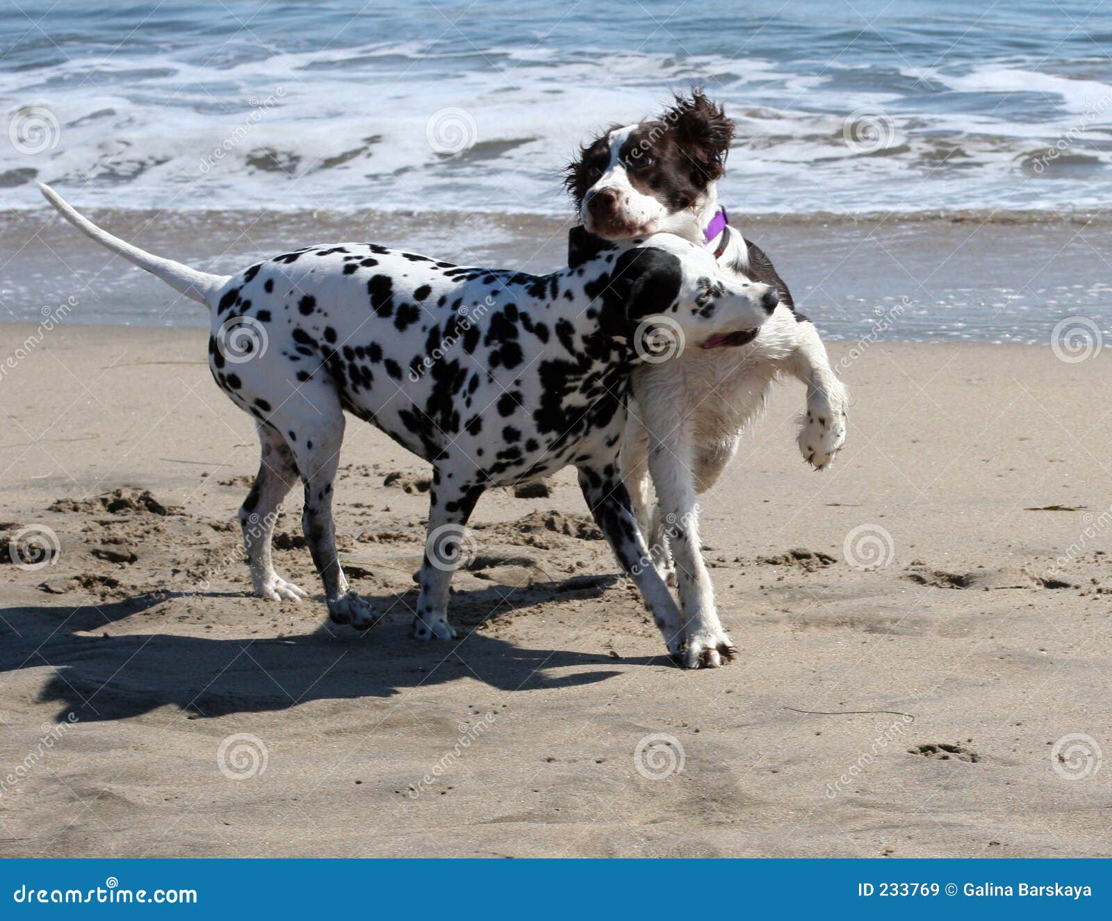 2 dogs playing stock image. Image of pets, happiness, breeding - 233769
