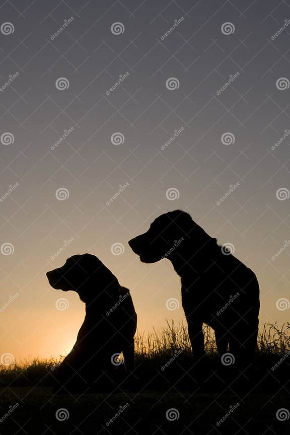 2 dogs at sunrise stock photo. Image of sitting, backli - 9942972