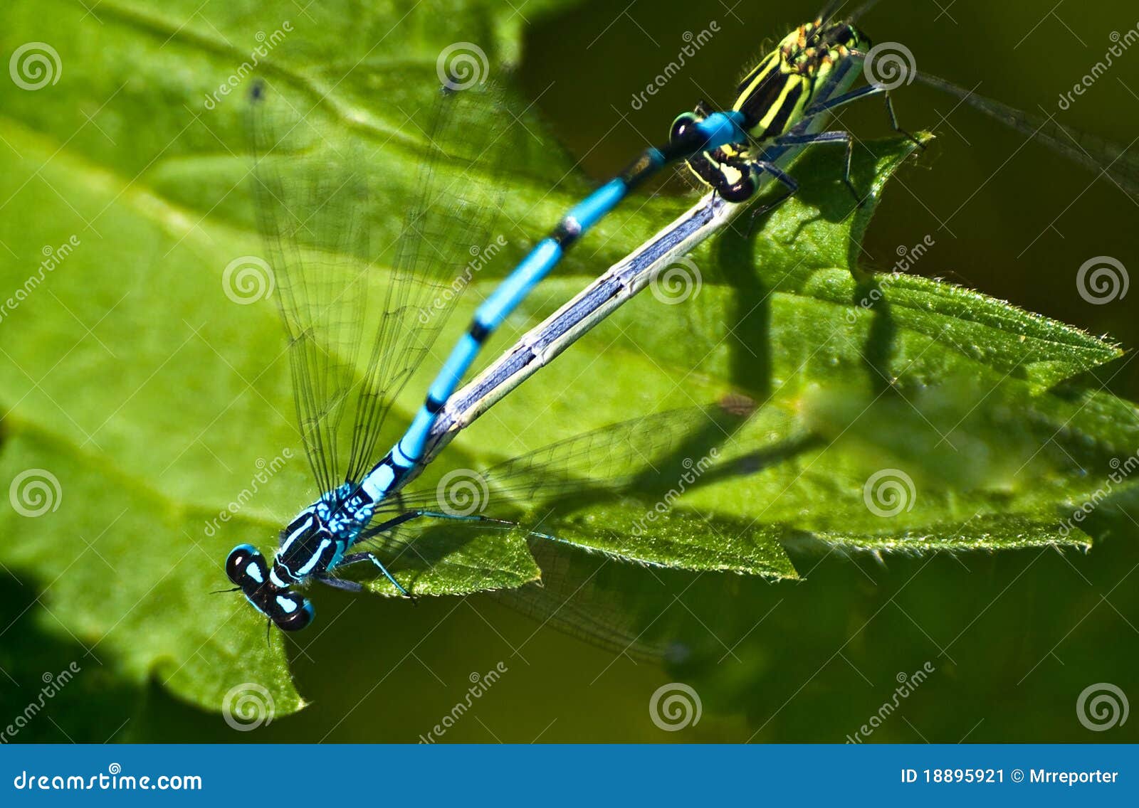 2 dragonflies stock image. Image of macro, insect, entomology - 18895921