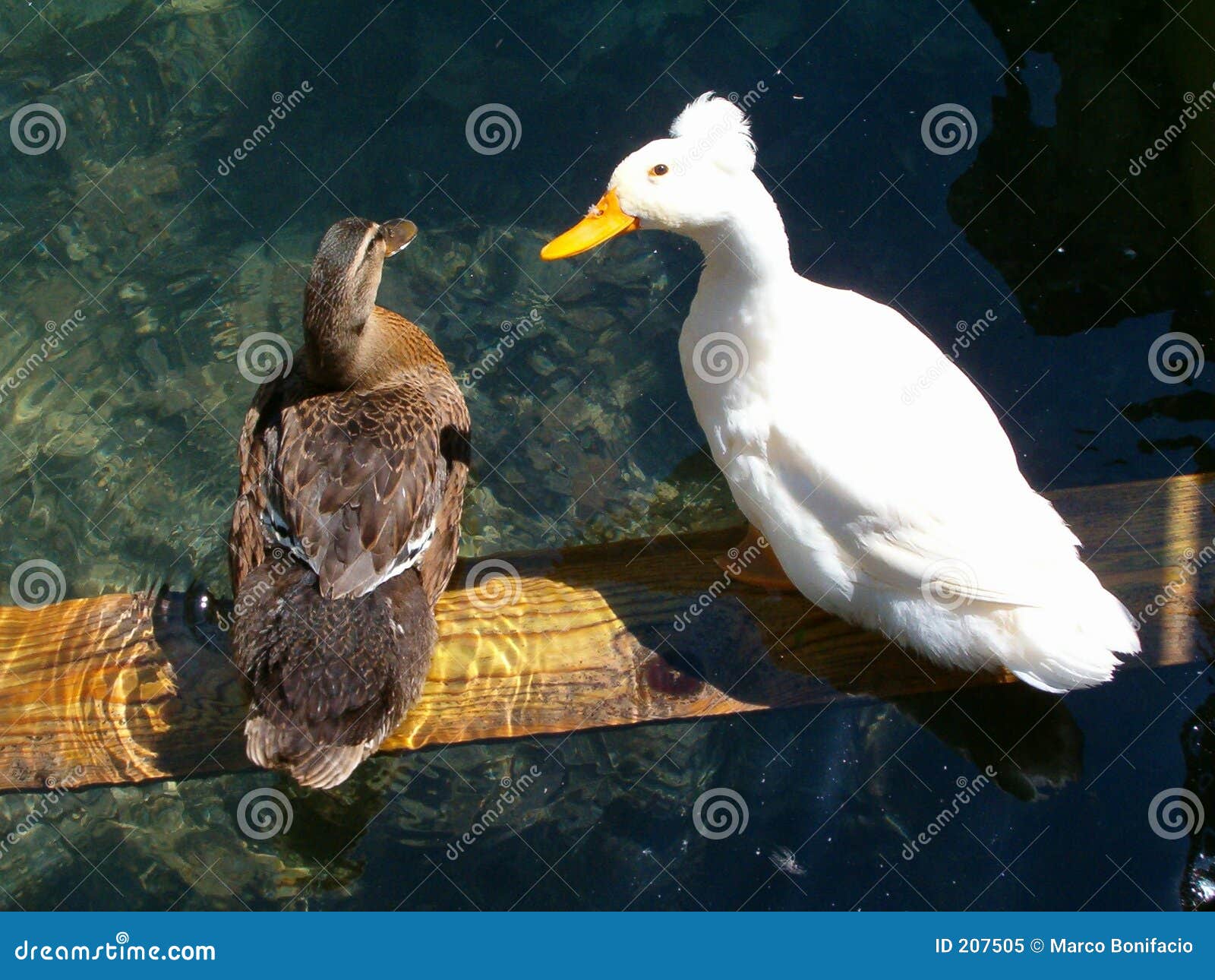 2 Ducks Picture. Image: 207505