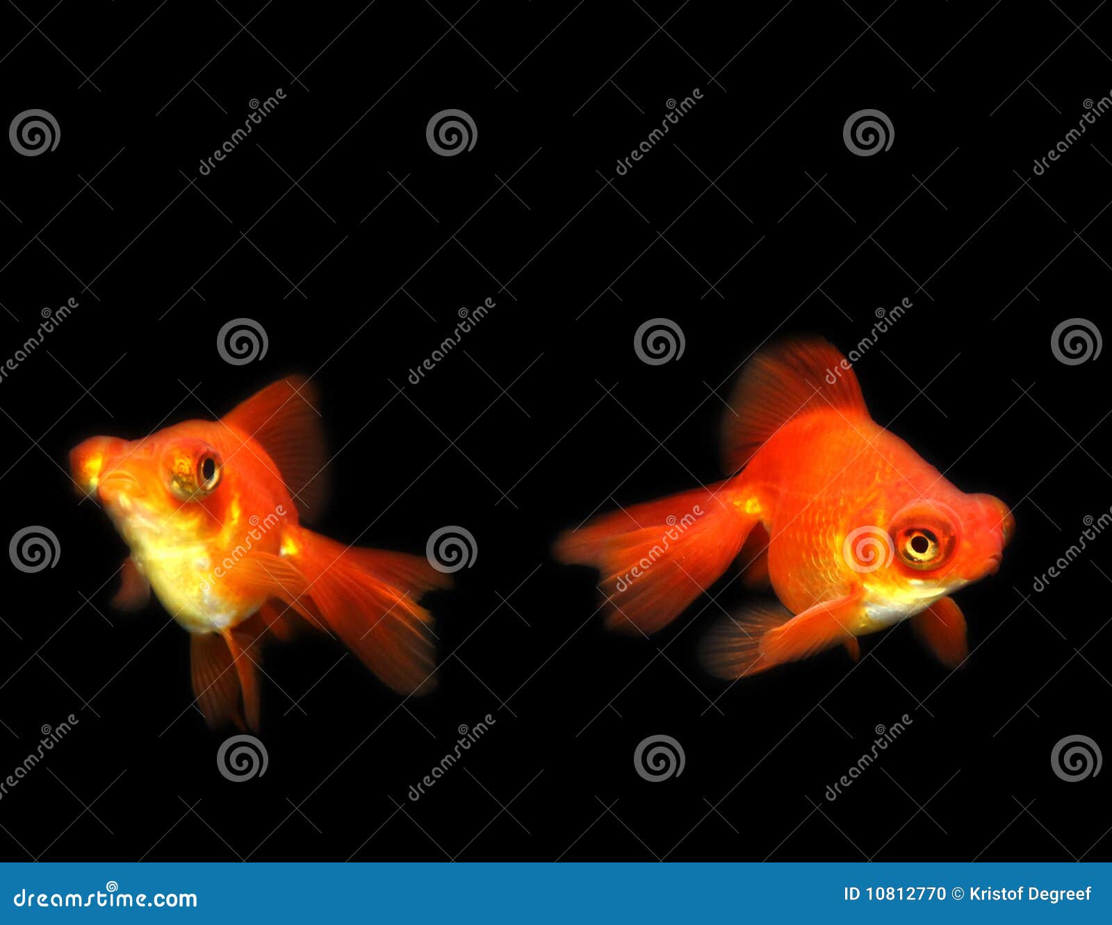 2 fish stock photo. Image of overhead, fish, black, circles - 10812770