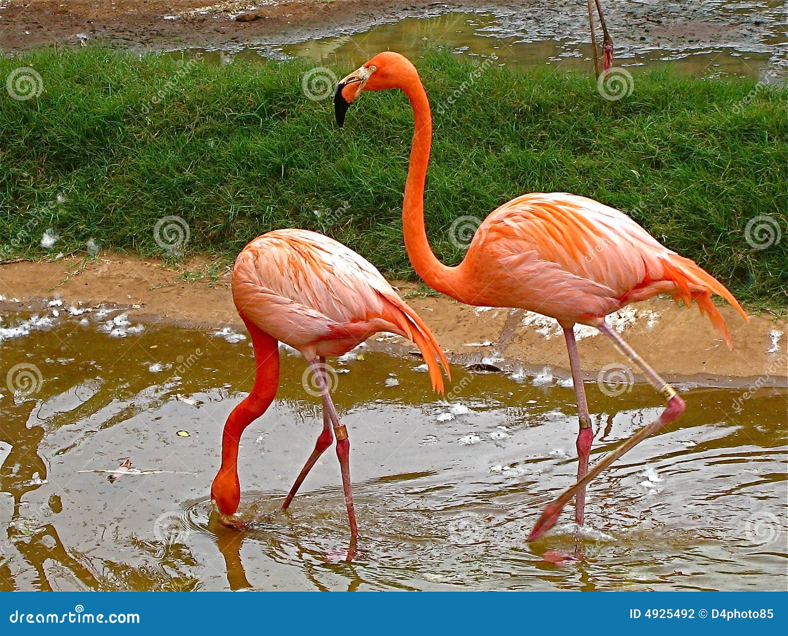2 Flamingos stock photo. Image of bird, beauty, couple - 4925492