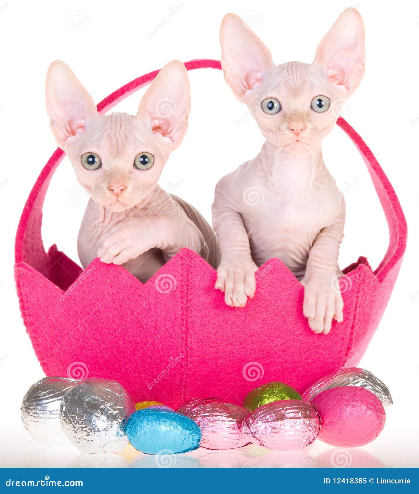 2 Gatinhos De Sphynx Na Cesta De Easter Imagem de Stock - Imagem de ...