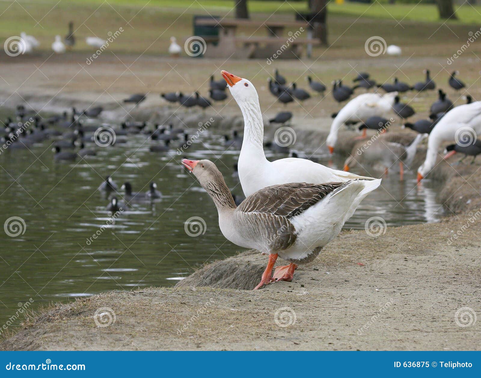 2 Geese Drinking stock image. Image of feather, webbed - 636875