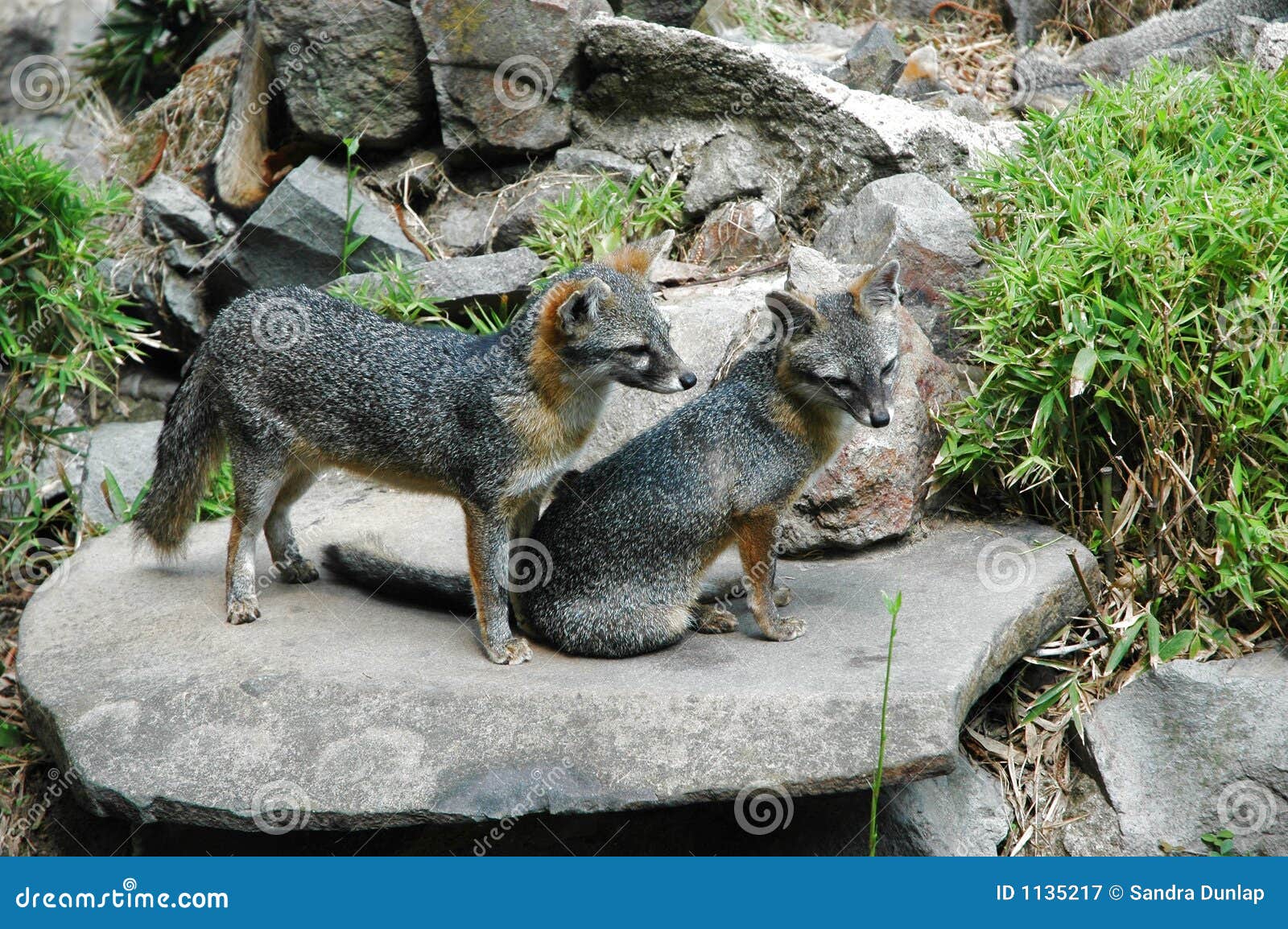 2 Grey Foxes stock image. Image of canine, america, gray - 1135217
