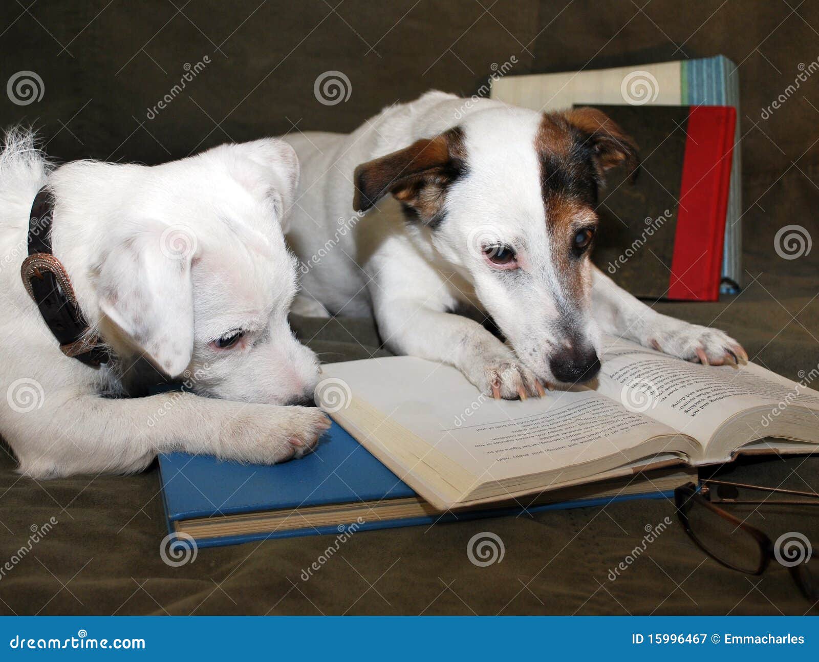 2 Jack Russell S Terriers a Reading a Fantastic Book Stock Image ...