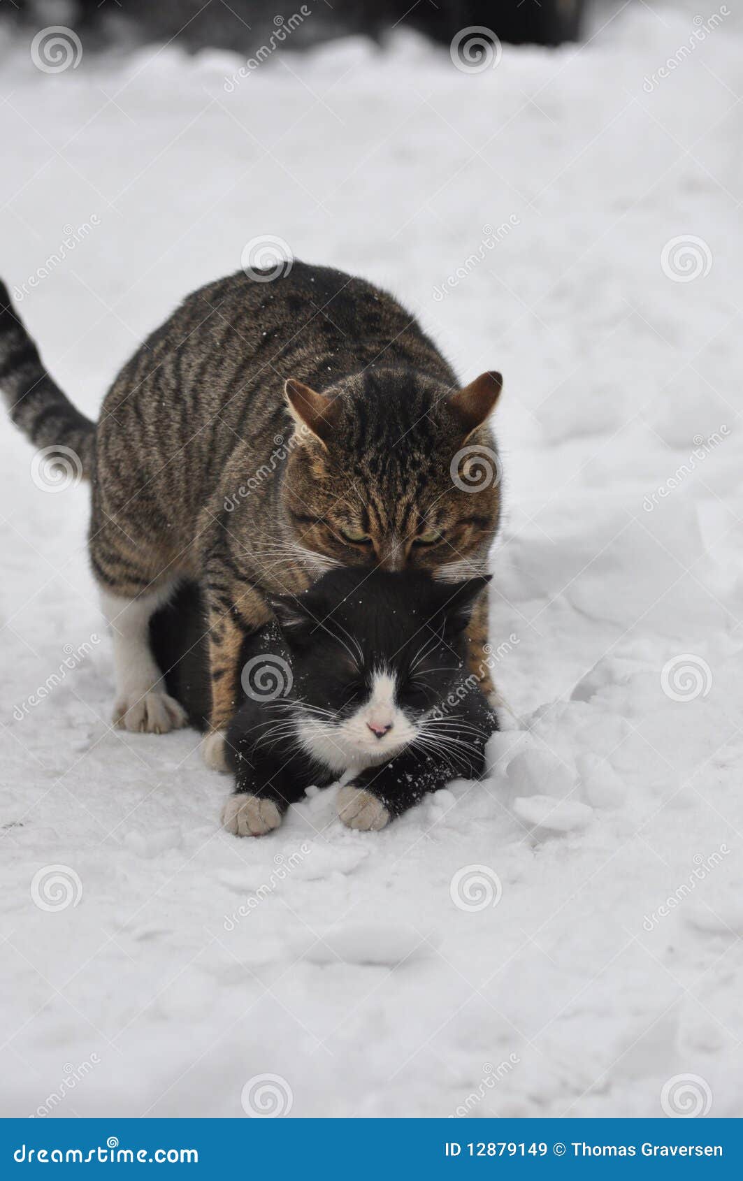 2 katten in de sneeuw stock afbeelding. Image of haring - 12879149
