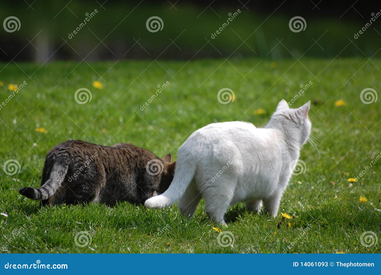2 katten op koeloven stock afbeelding. Image of lente - 14061093