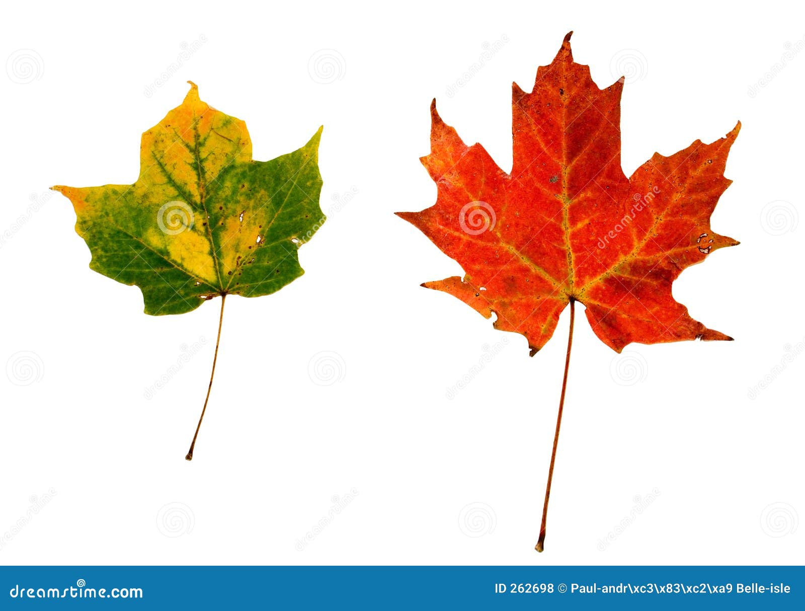 2 leaves isolated stock photo. Image of woodland, colorful - 262698