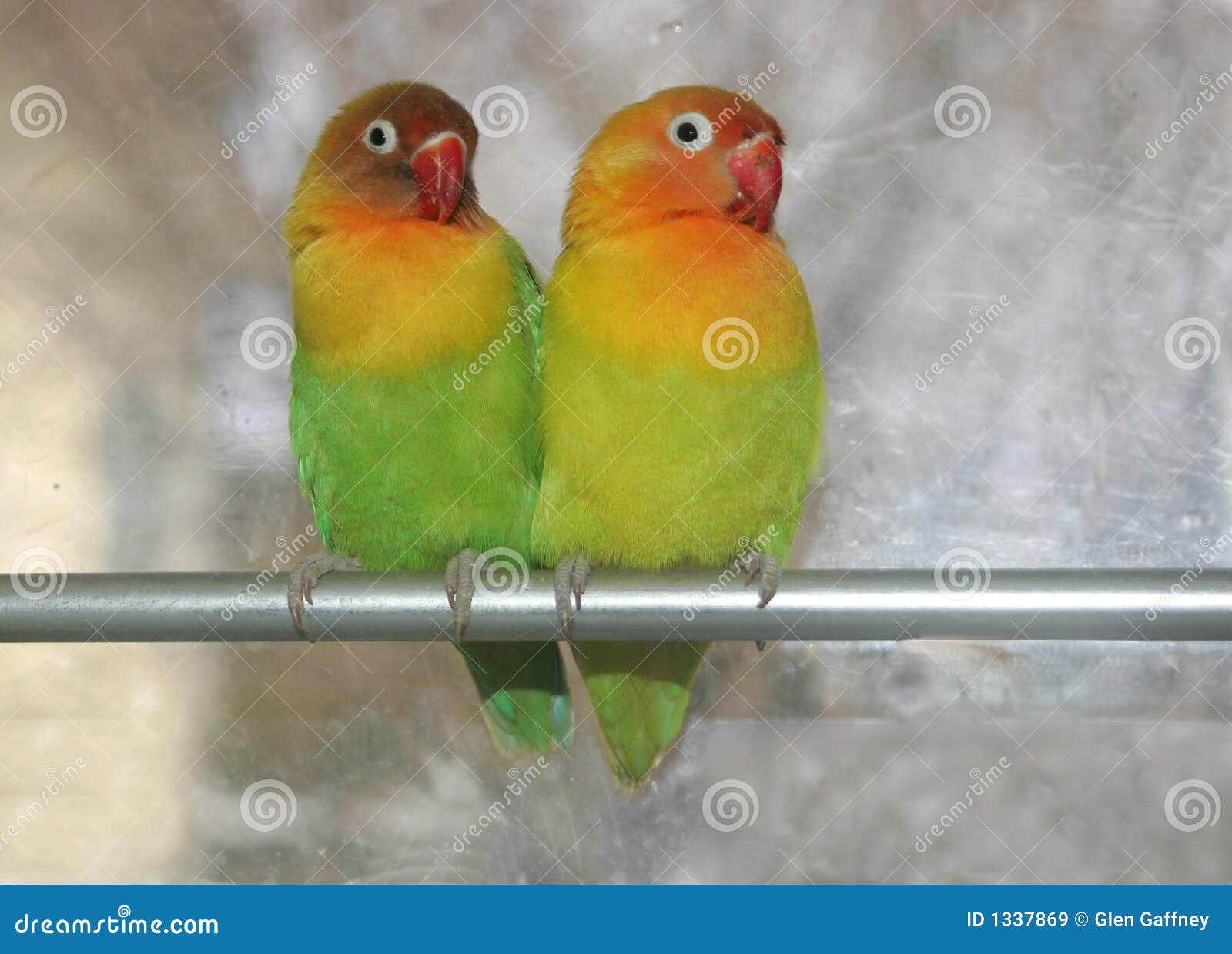 2 love birds stock image. Image of nature, birds, tropical - 1337869