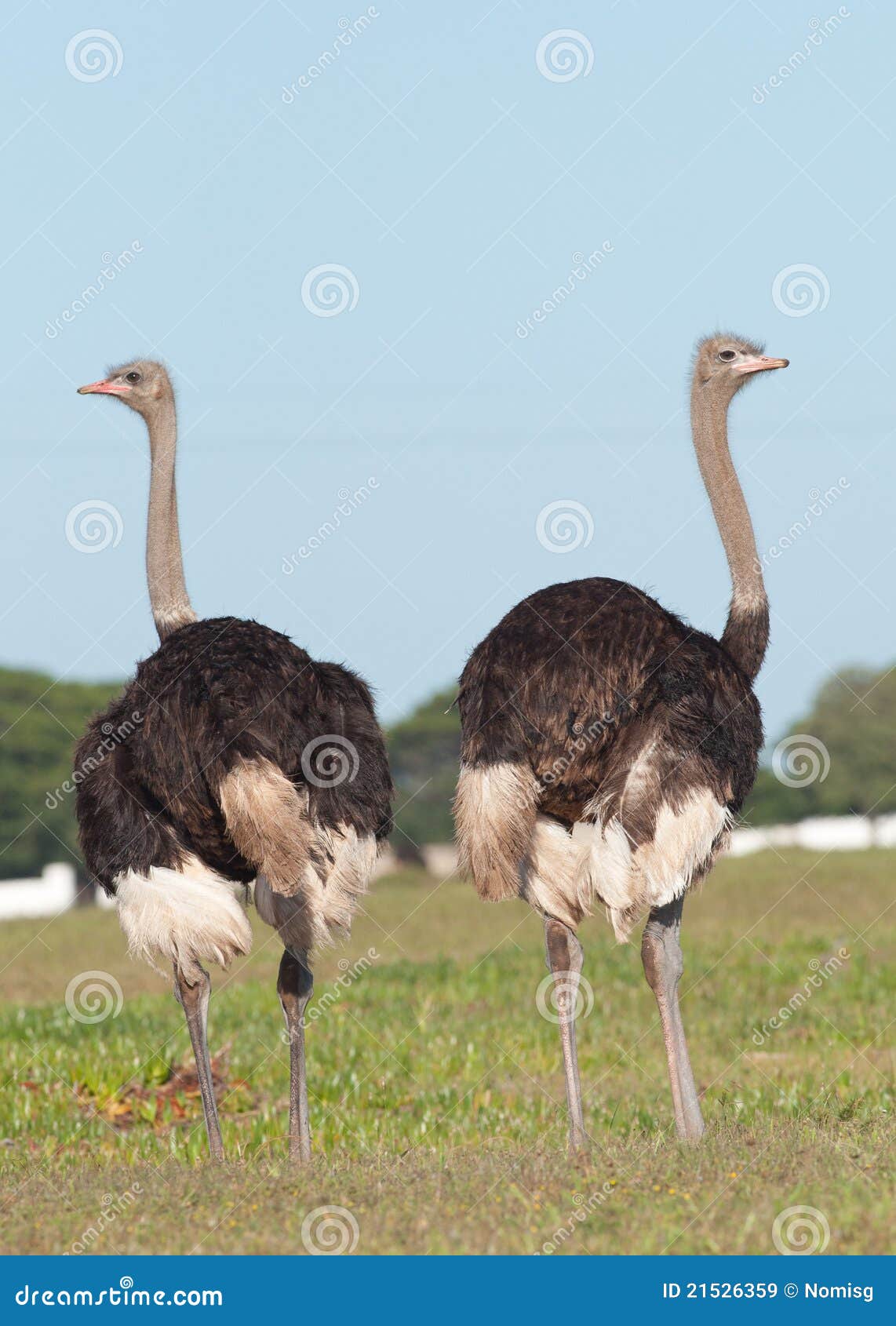 2 Male Ostrich stock image. Image of ostrich, away, hoop - 21526359