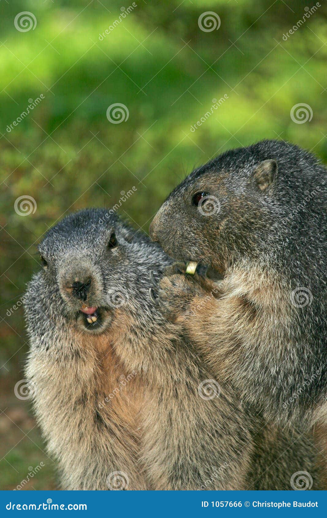 2 marmotten stock foto. Image of tanden, dier, oprechtheid - 1057666