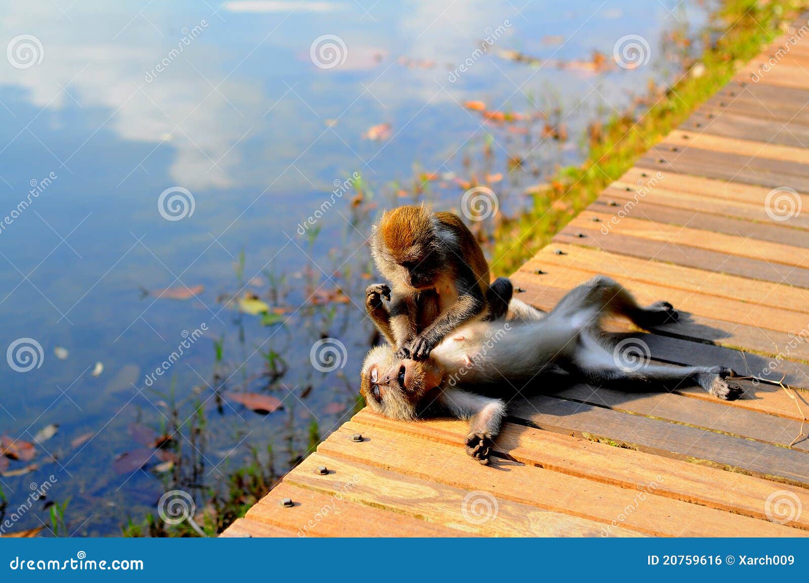 2 Monkeys Sit on the Pathway Stock Photo - Image of timber, friend ...