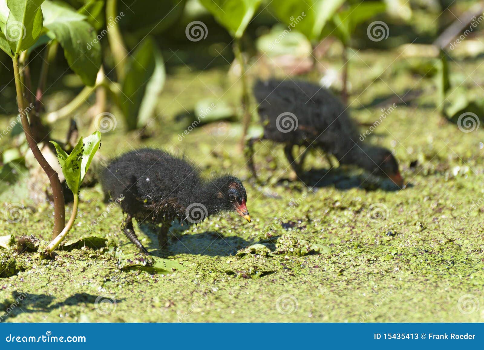 2 Moorhen chicks stock image. Image of birds, chloropus - 15435413