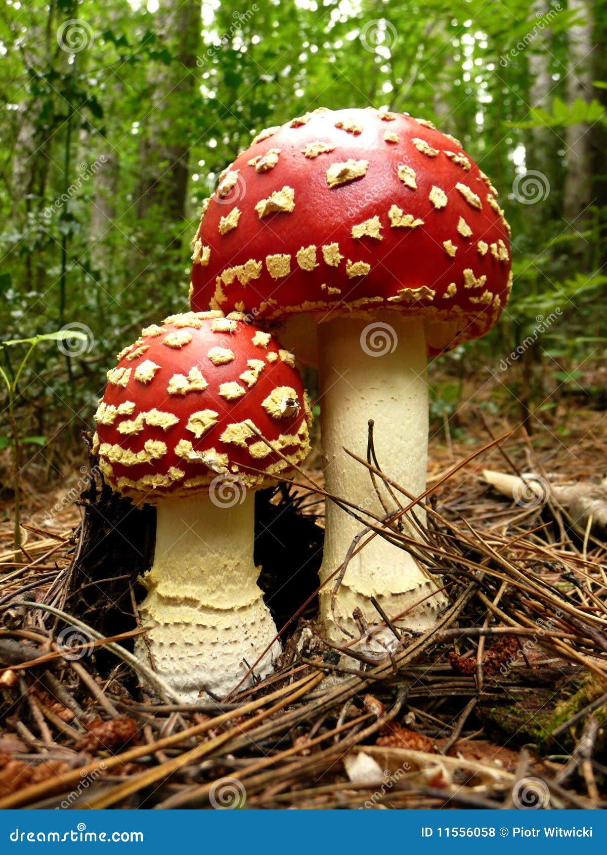 Big Red Mushroom 2 Photos - Free & Royalty-Free Stock Photos from ...