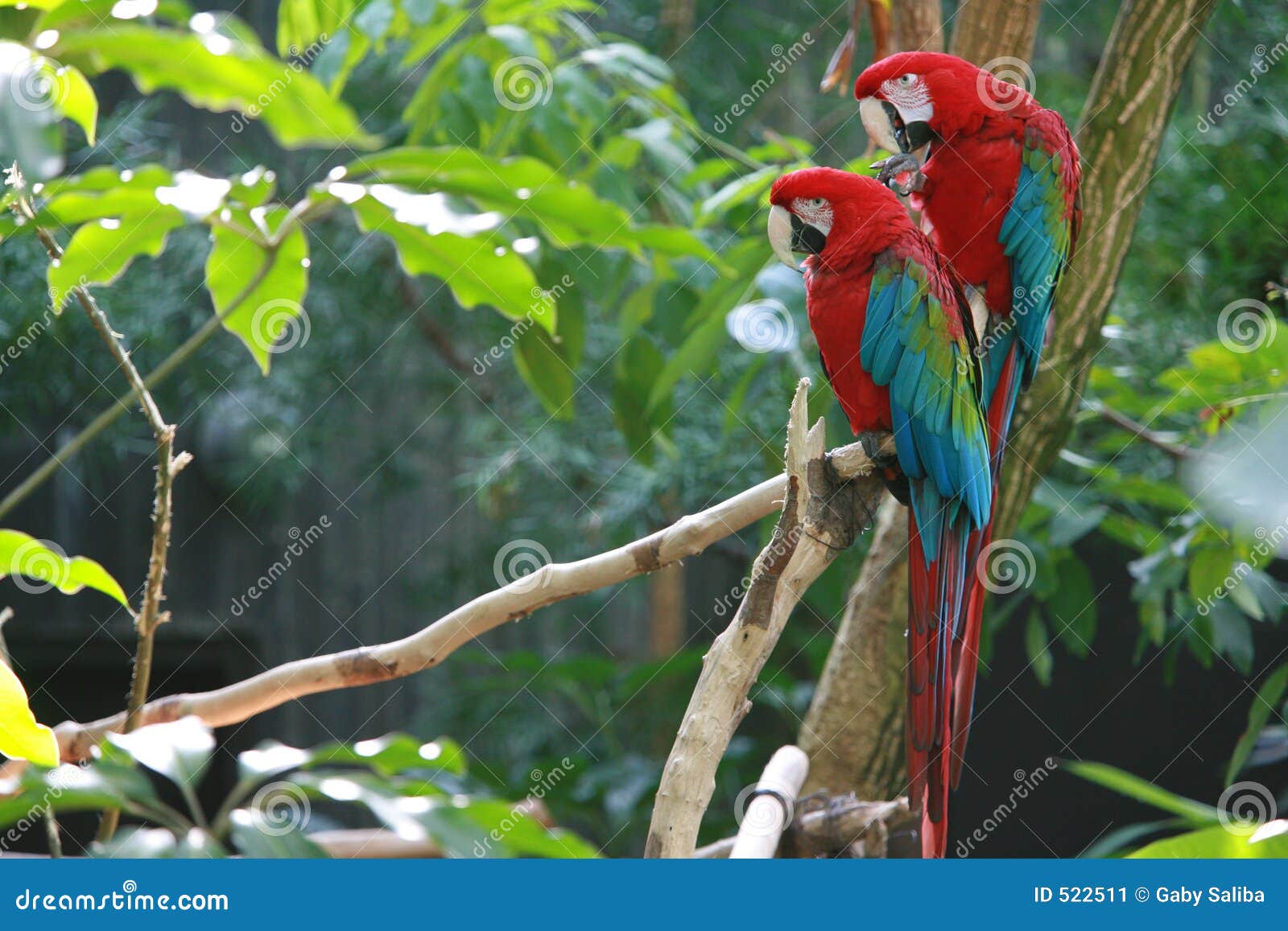 2 Parrots Sitting On A Branch Stock Image - Image: 522511