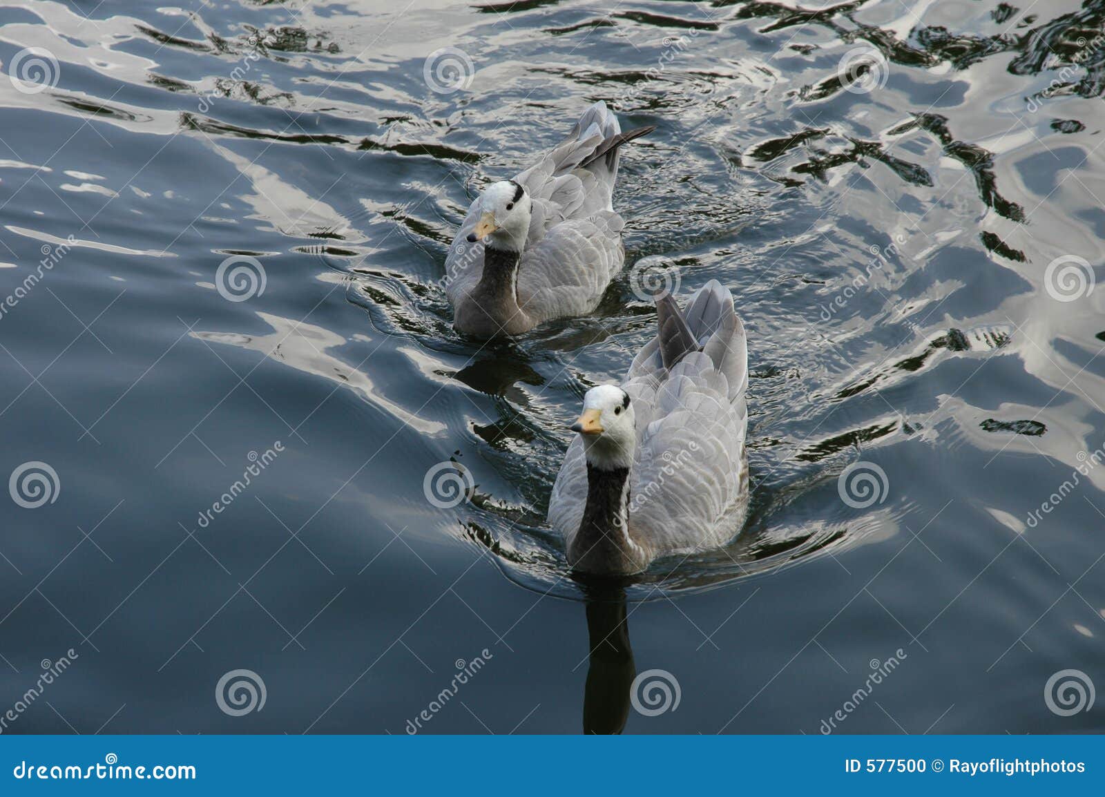 2 patos foto de stock. Imagem de nadada, nave, patos, animais - 577500