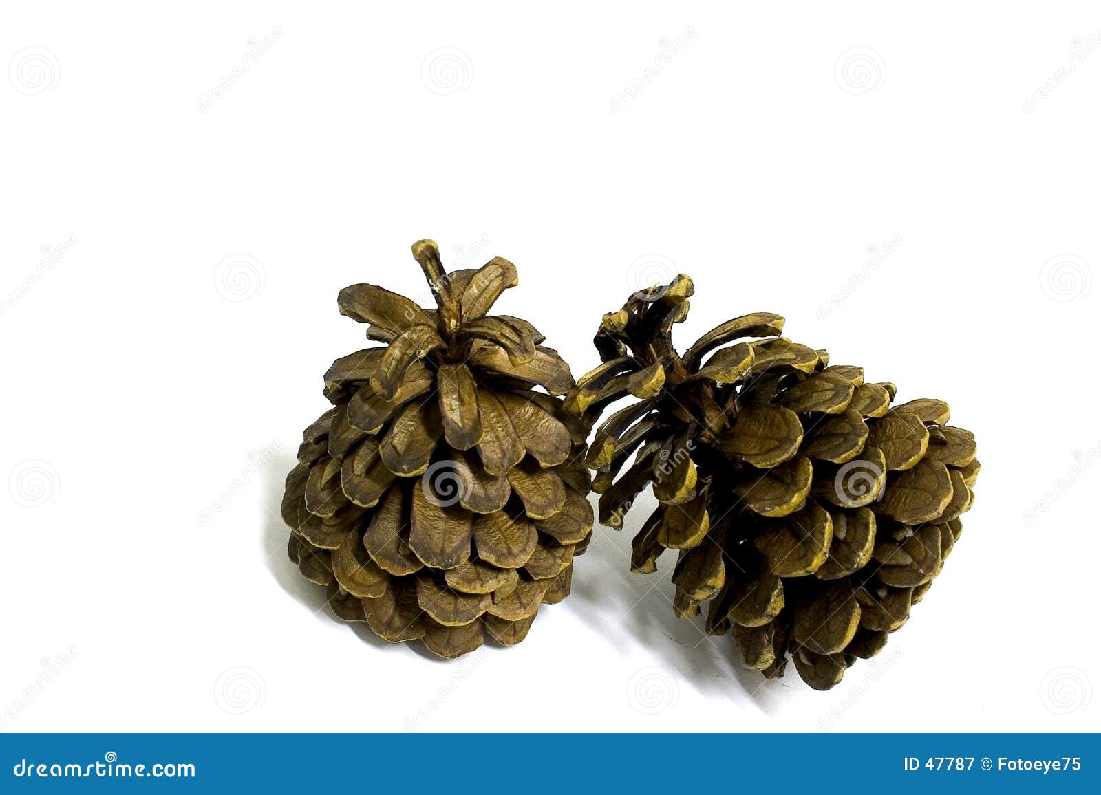 2 pine cones stock image. Image of seed, cone, pine, plant - 47787