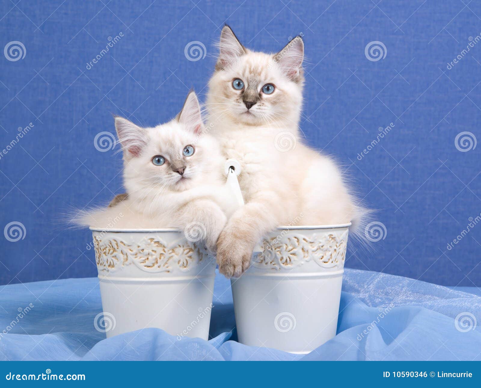 2 Pretty Ragdoll Kittens Buckets Stock Photos - Free & Royalty-Free ...