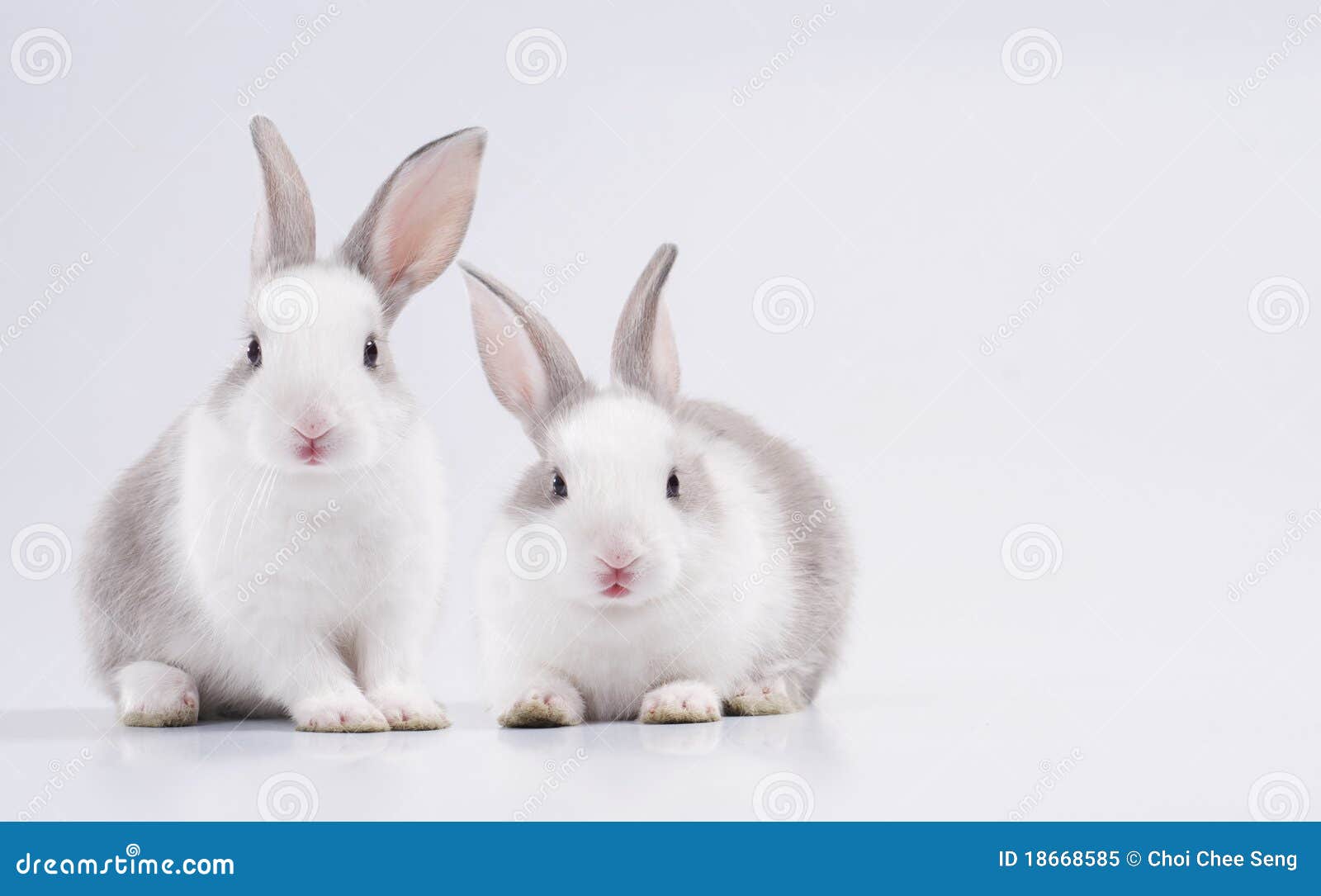 2 rabbit stock image. Image of rabbit, looking, plain - 18668585